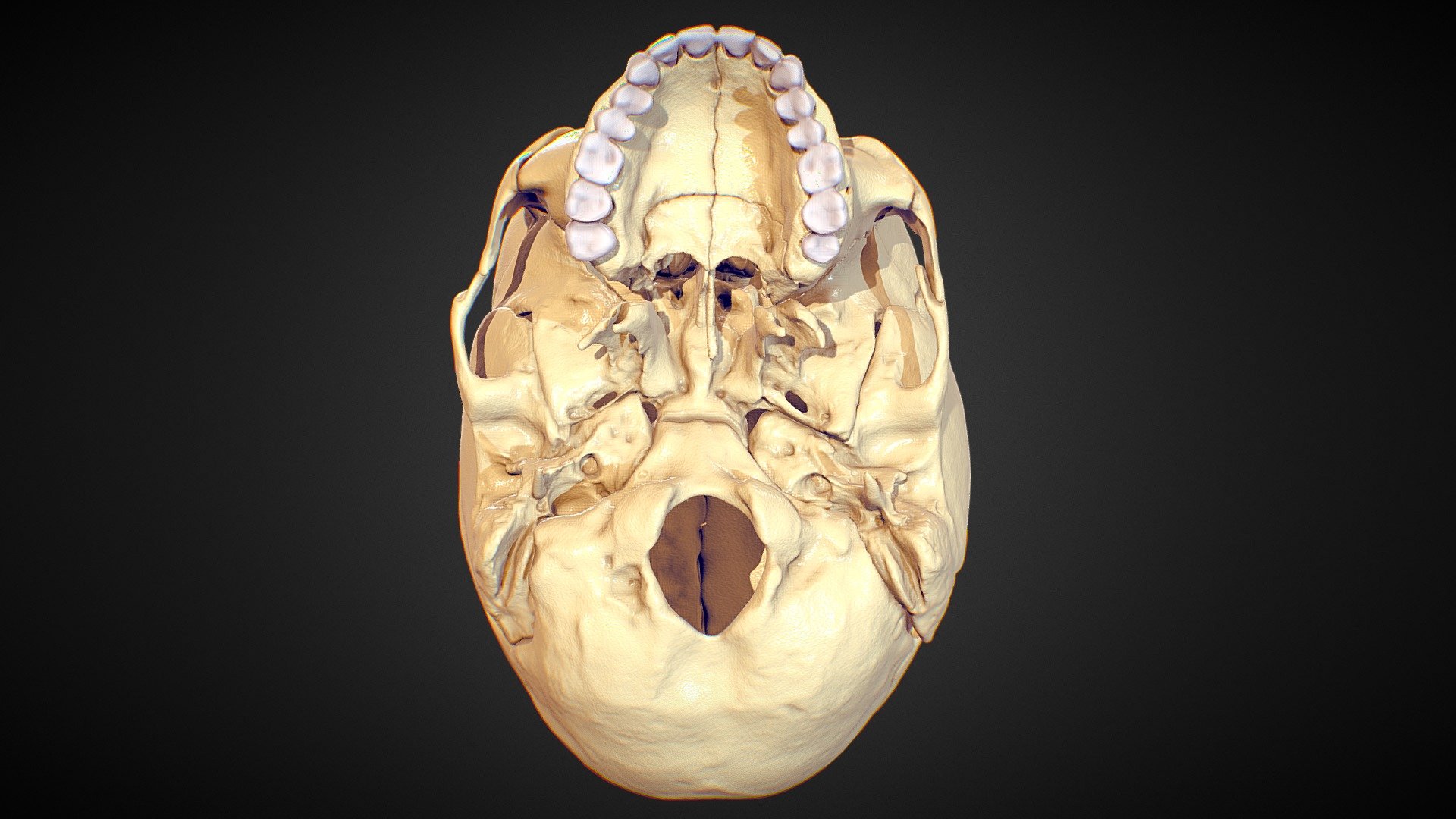 Inferior View of the Skull - 3D model by Alekskonn (@alexalexcool ...