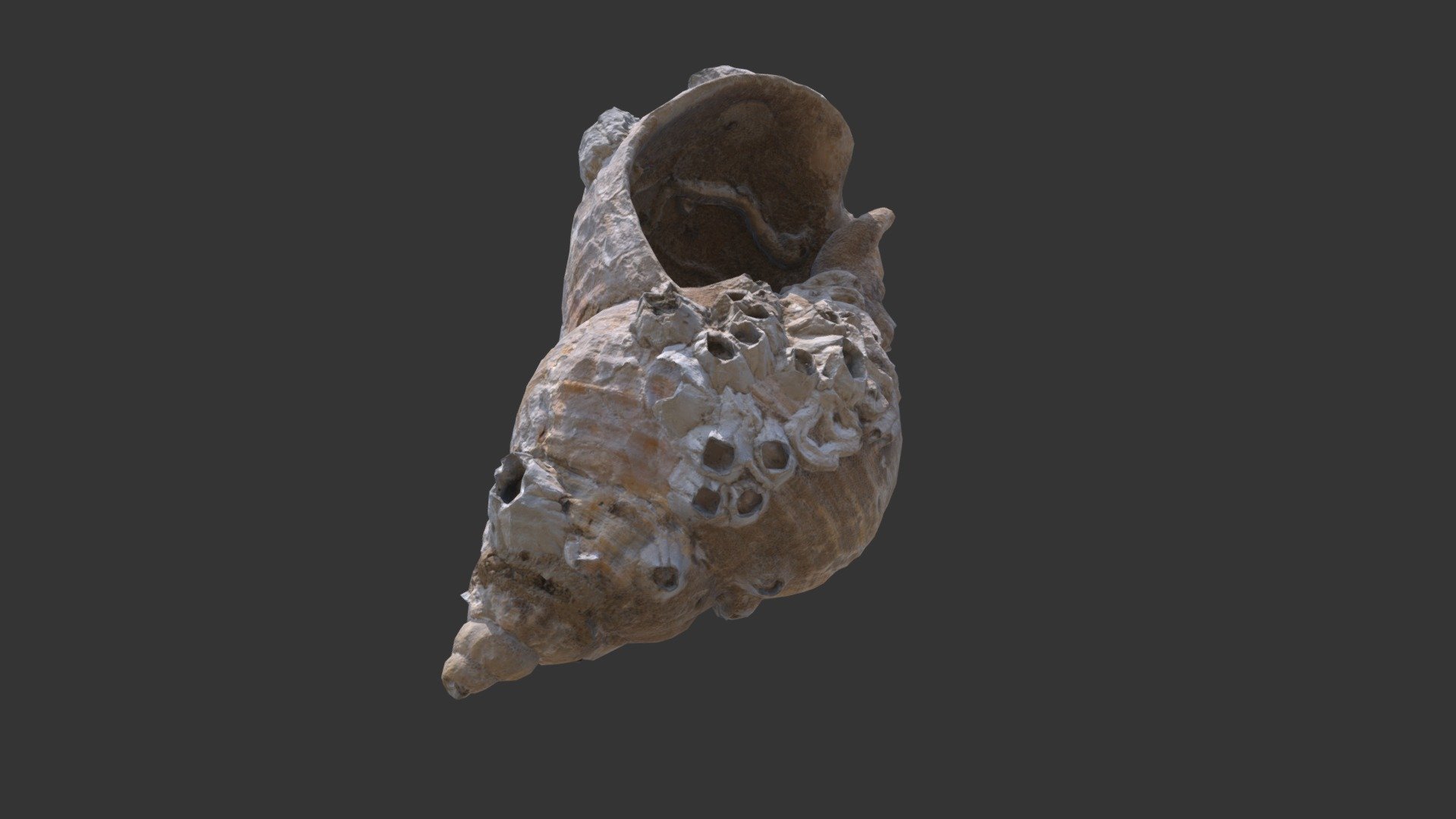 Shell - 3D model by Clara Hickman (@chickman) [378cb09] - Sketchfab