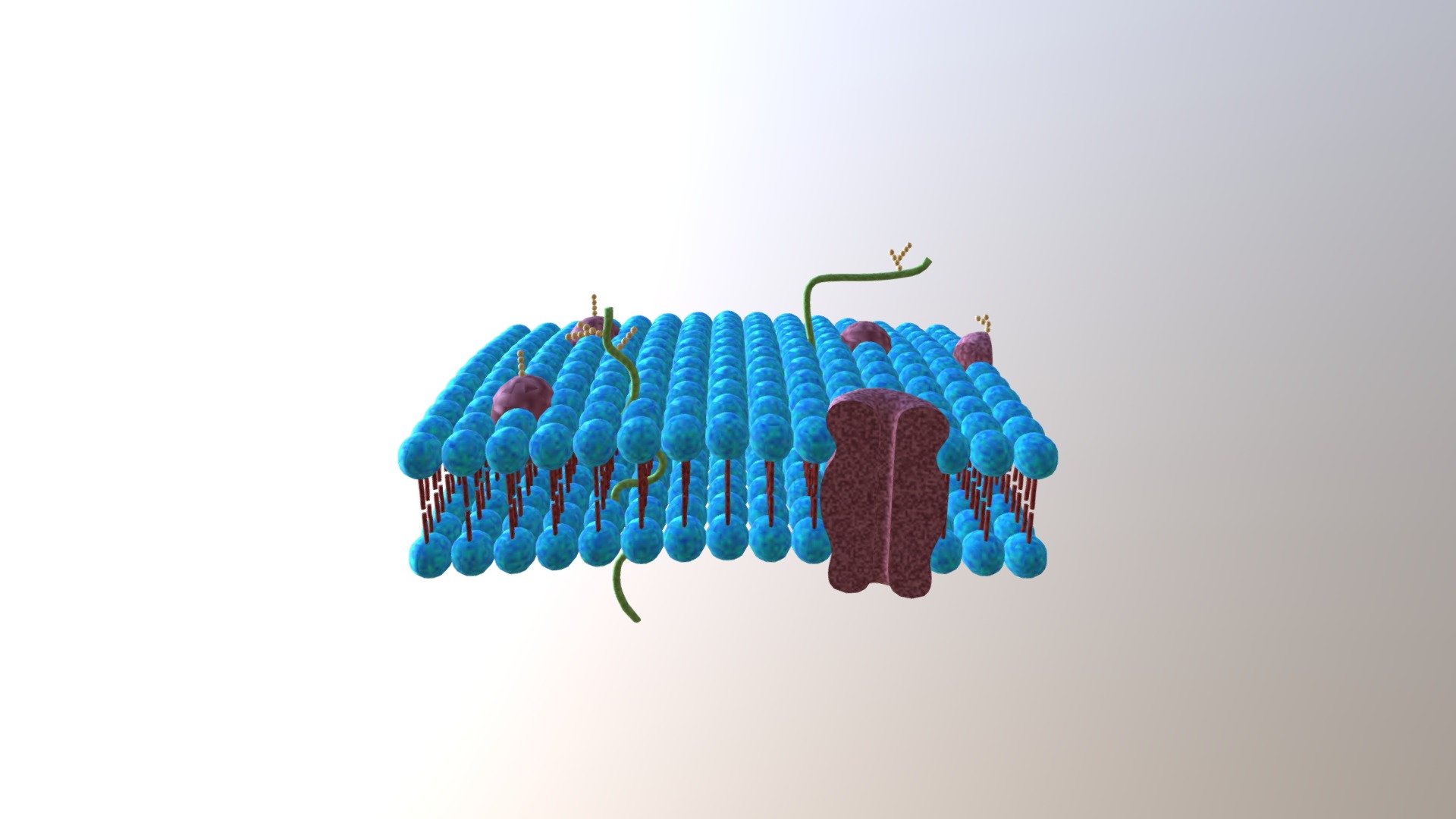 Cell Membrane - 3D model by Virtual Reality (@simulanis) [378ea82 ...