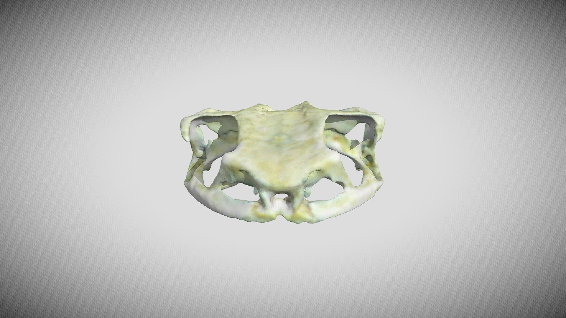Череп. Жаба. Bufonidae. True toads. - Download Free 3D model by zmmu ...