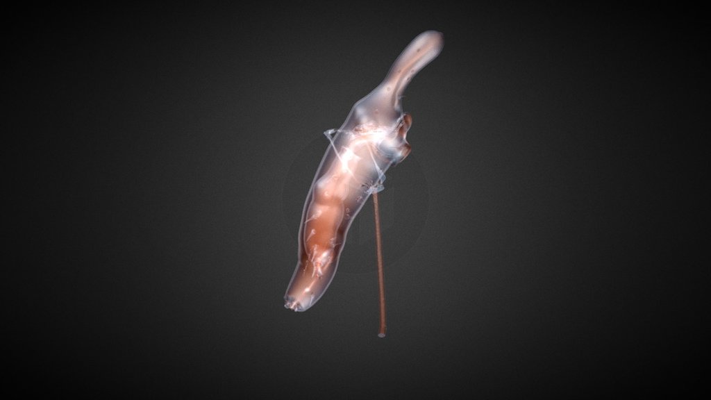 Developmental Stage of Terebella Conchilega - 3D model by Catherine T ...