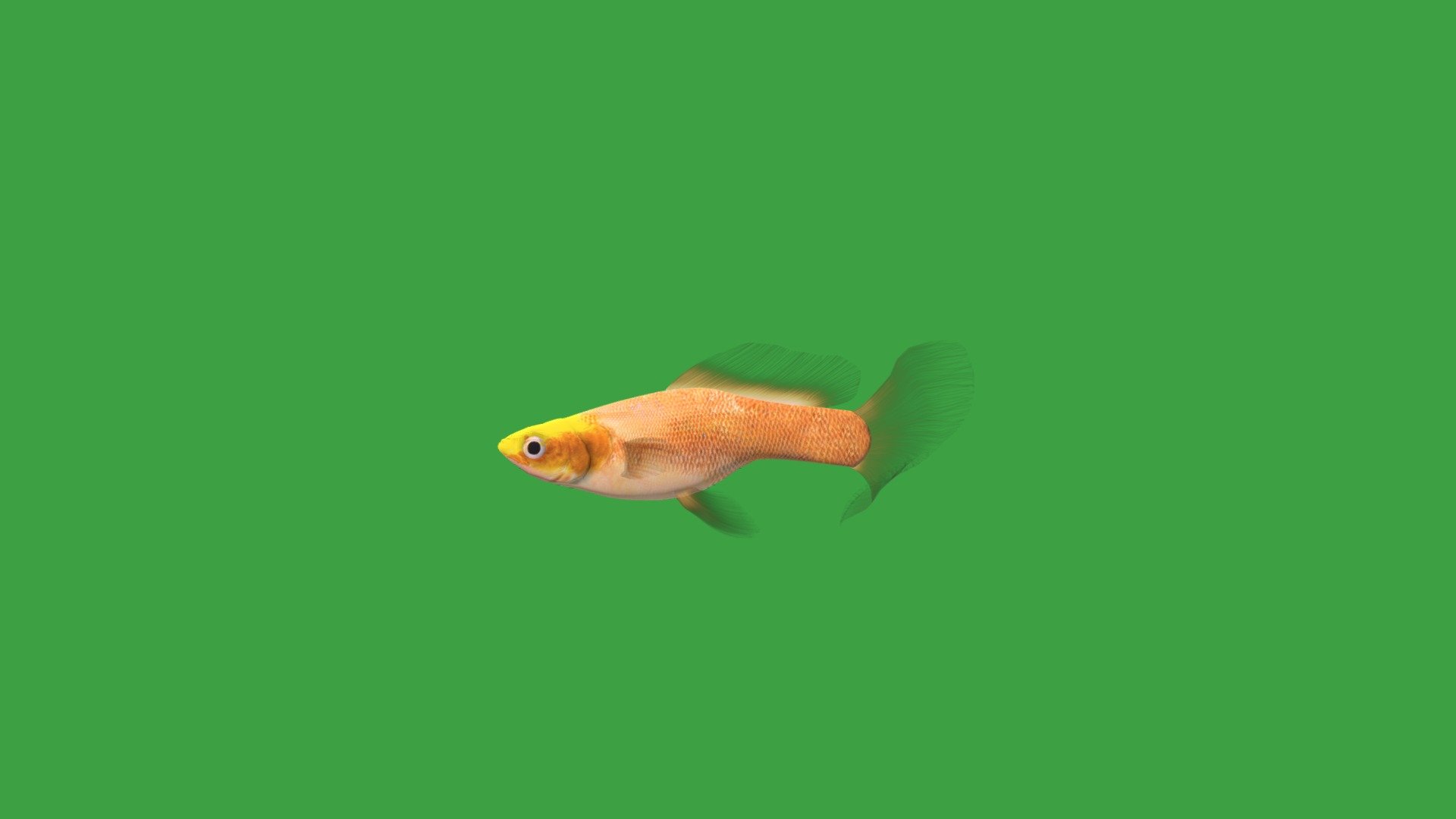 Guppy Fish - 3D model by Nyilonelycompany [3799171] - Sketchfab
