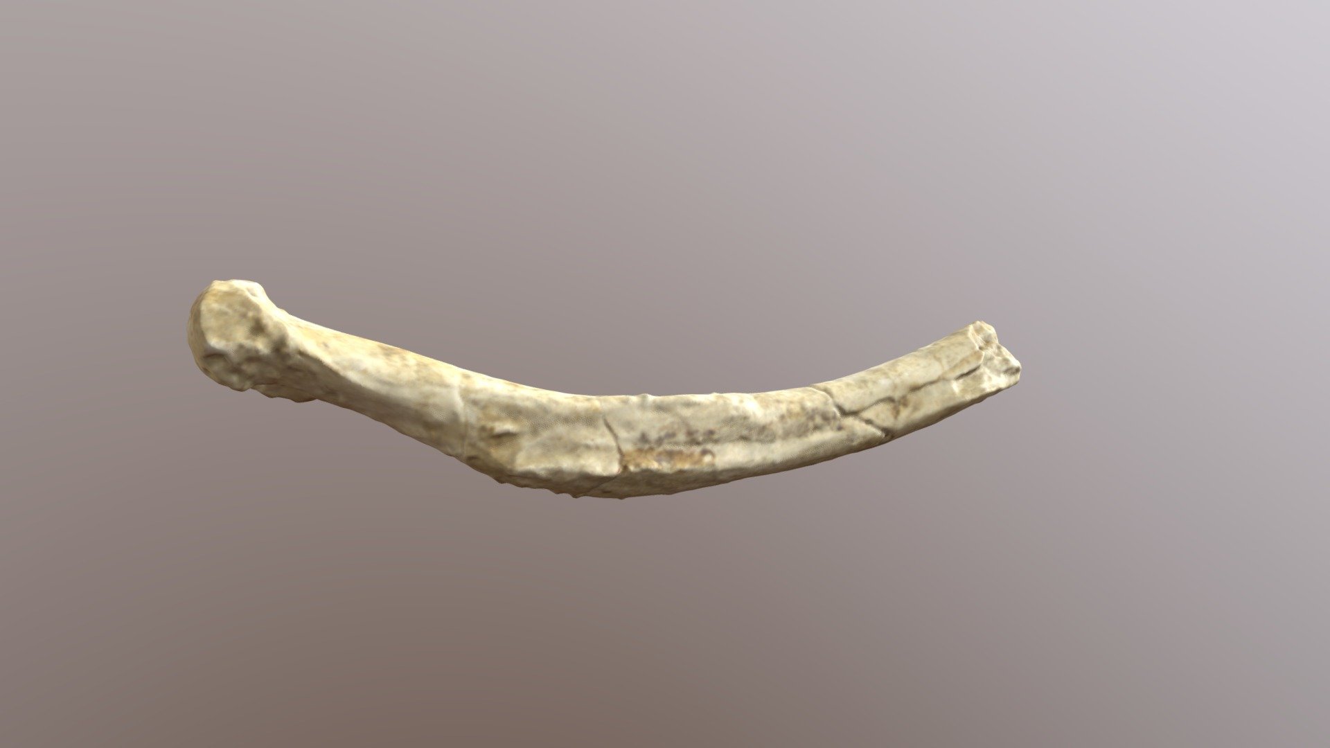 Mastodon Rib (VCU_3D_3930) - Download Free 3D model by Virtual Curation ...