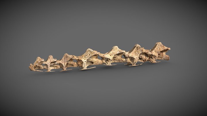 Diplodocus 3D models - Sketchfab