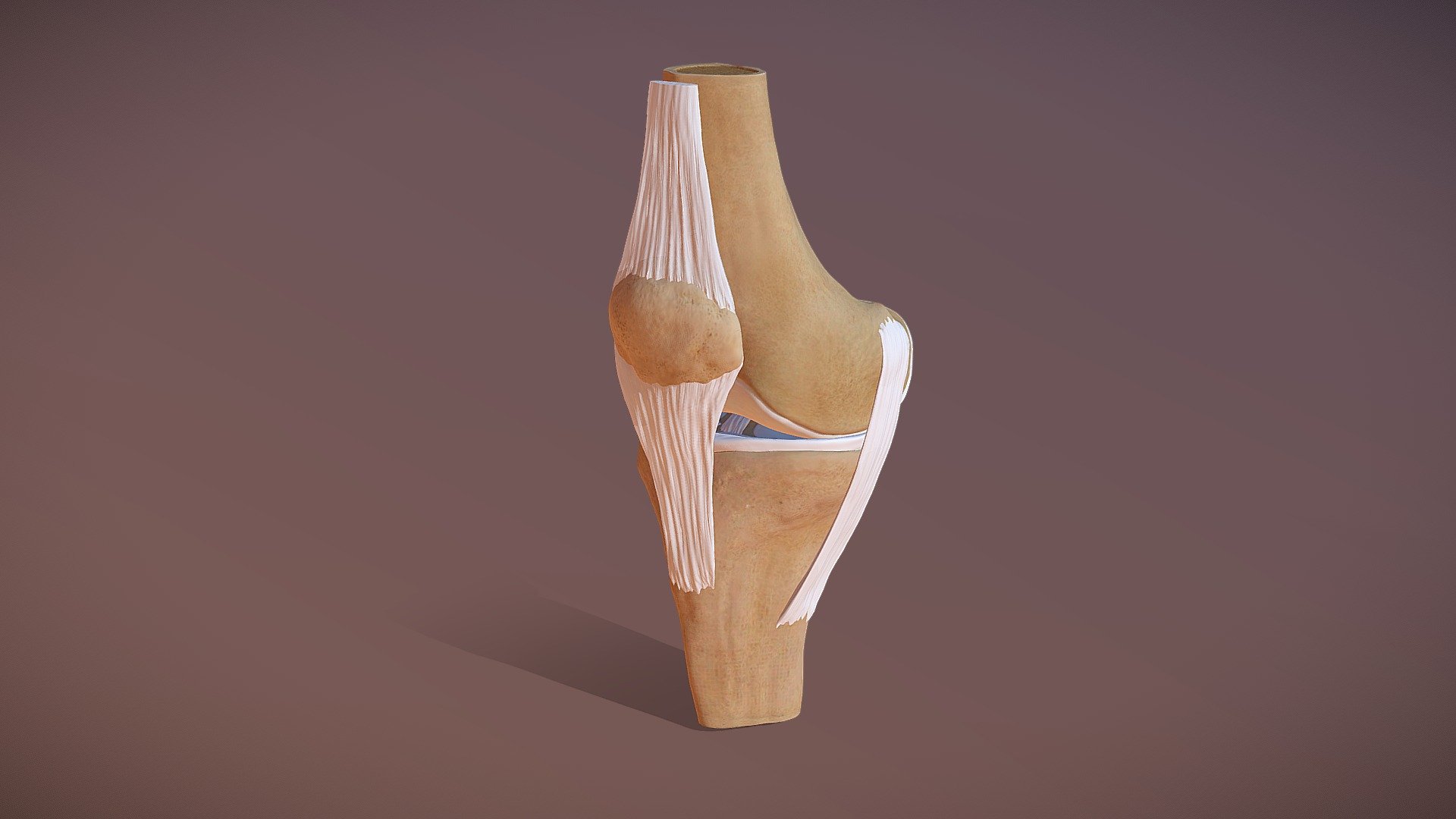 3D Model of the Knee Joint 2021 - 3D model by Courtney Stabb ...