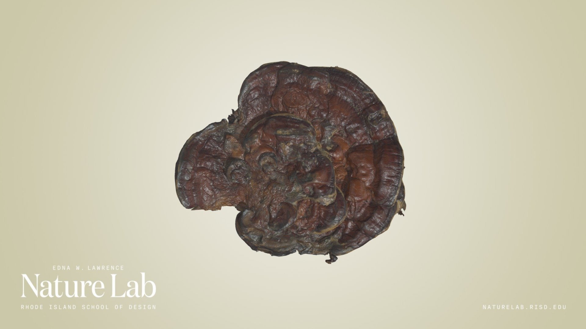 Red Polypore - Download Free 3D model by RISD Nature Lab ...