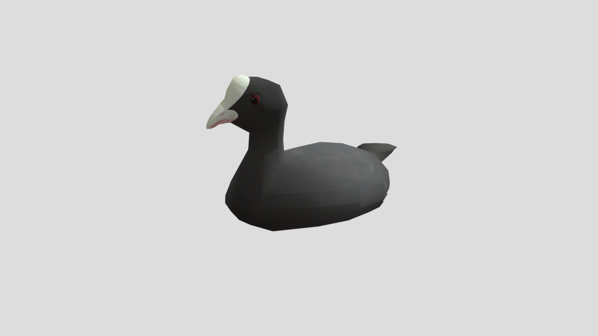Animated Coot for Game Enviornment (Water Bird) - Download Free 3D ...