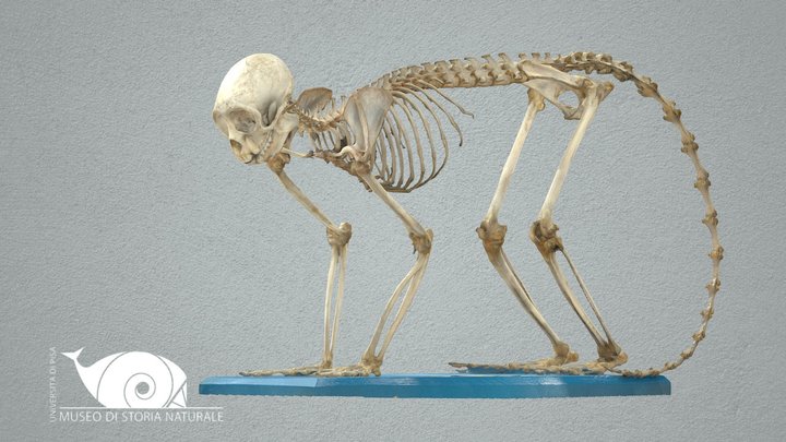 Capuchin 3D models - Sketchfab