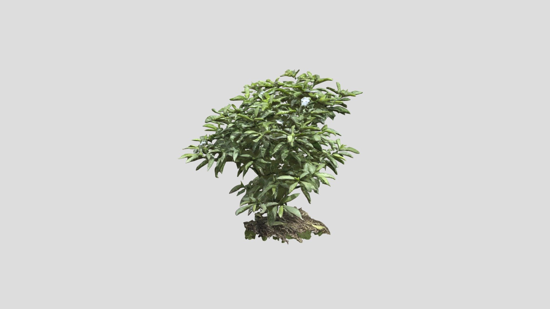 PLANT - Download Free 3D model by ditaarvr [37a7103] - Sketchfab