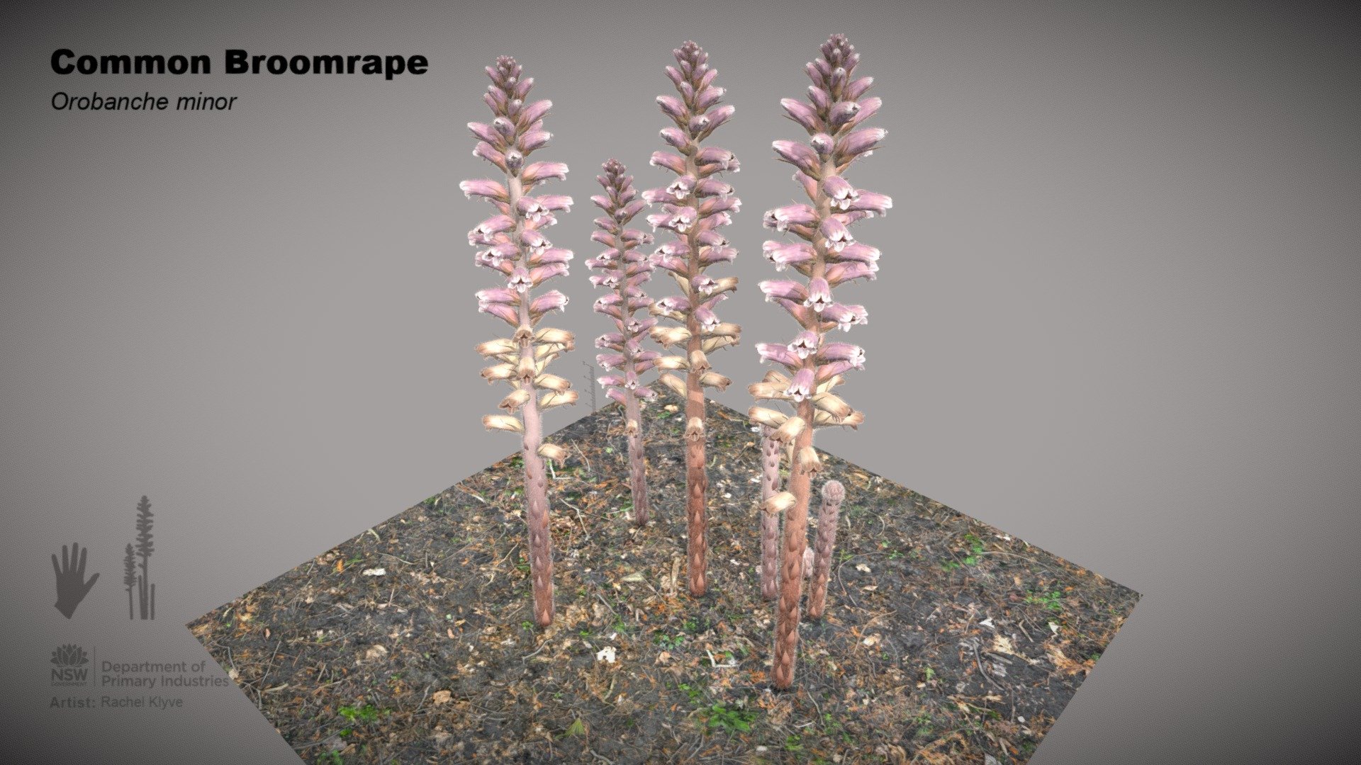 Common Broomrape (Orobanche minor) - 3D model by NSW DPI (@dpicomms ...