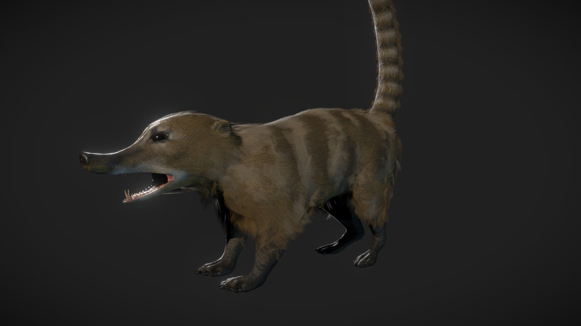 Coati - 3D model by Deftroy [37a89a4] - Sketchfab