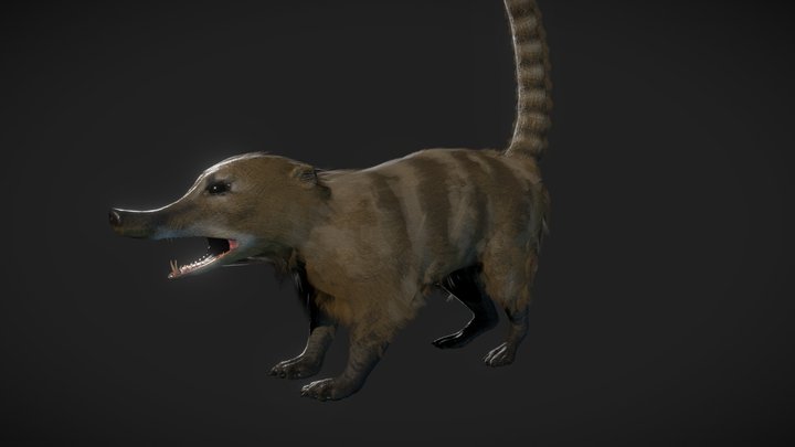 Coati 3D models - Sketchfab