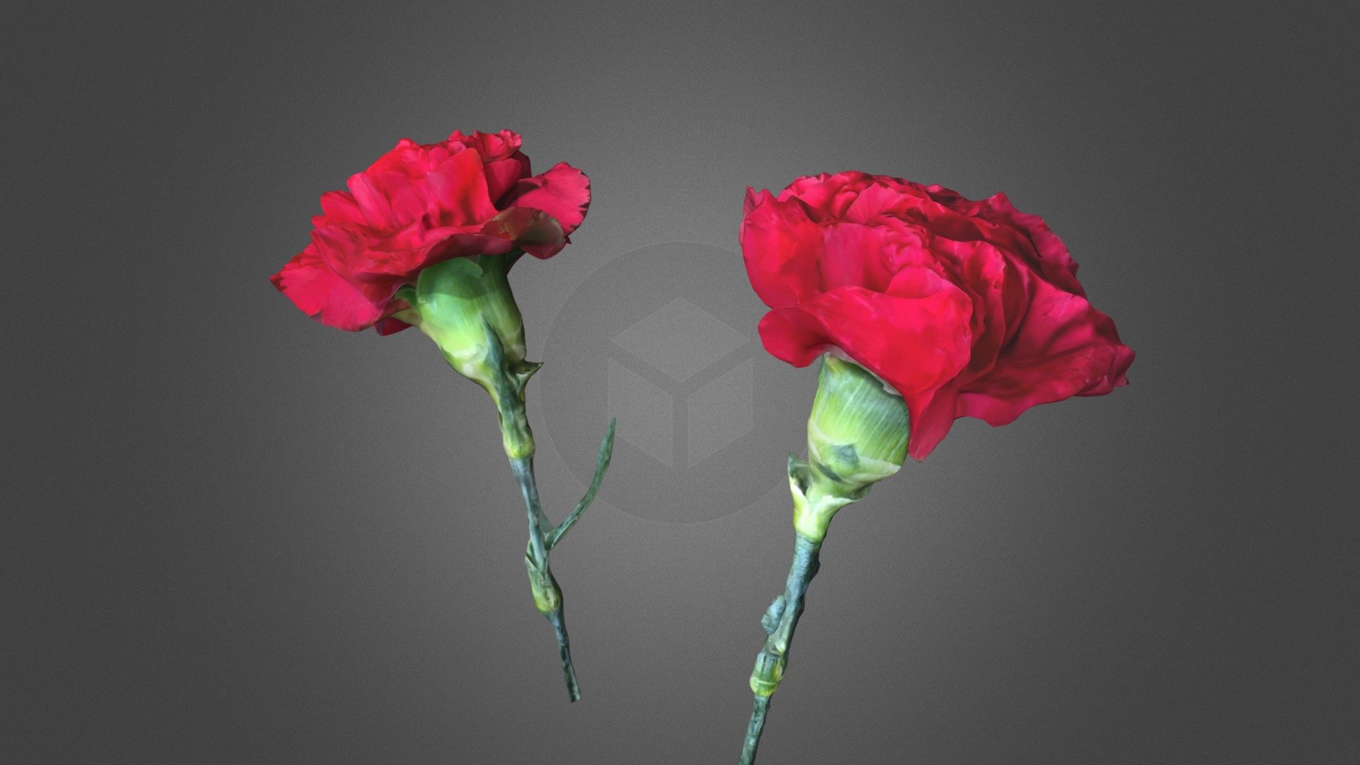 Dos Claveles Rojos - Buy Royalty Free 3D model by the dragon 3d ...