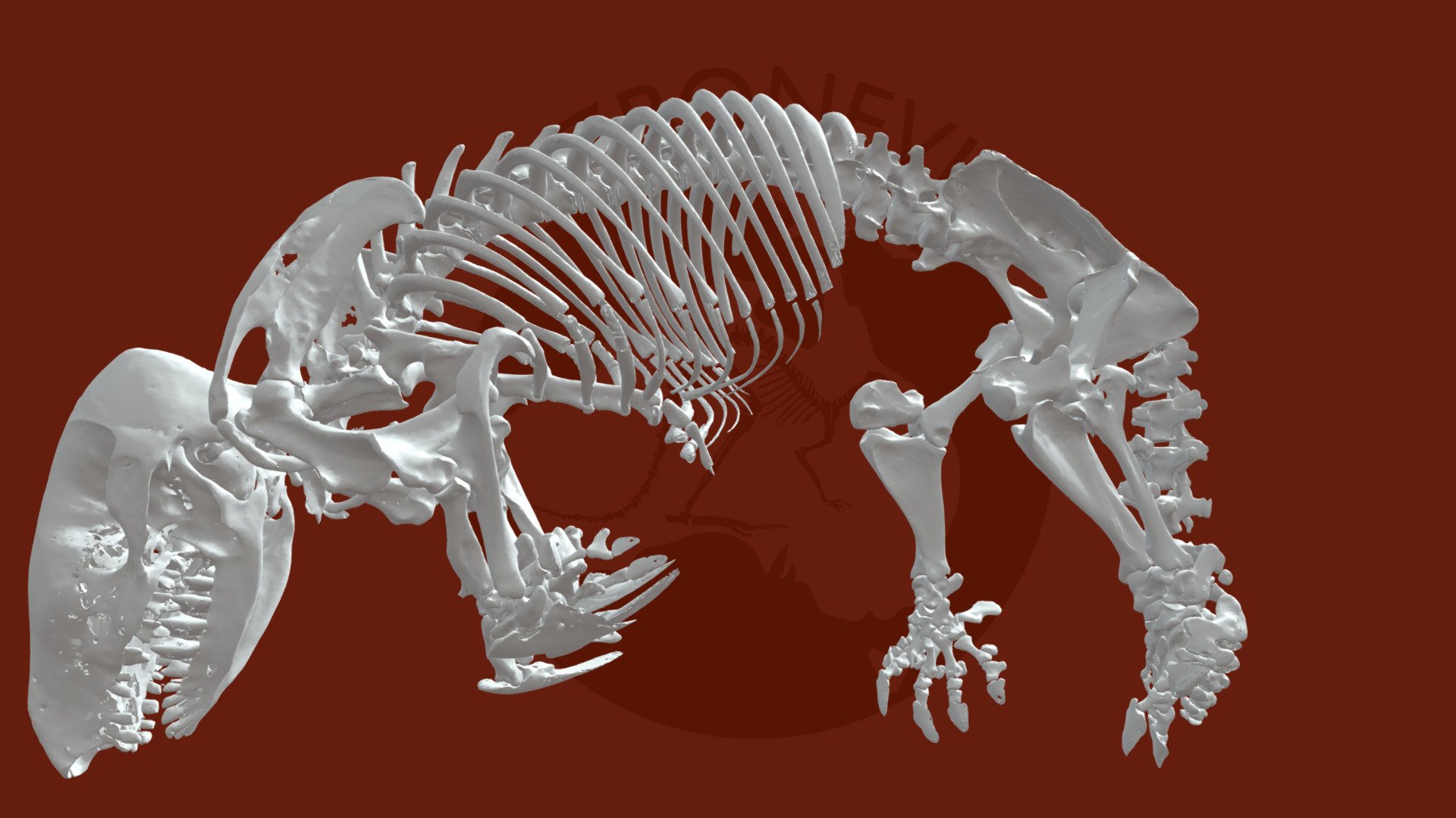 Itjaritjari (Southern Marsupial Mole) skeleton - 3D model by Ozboneviz ...