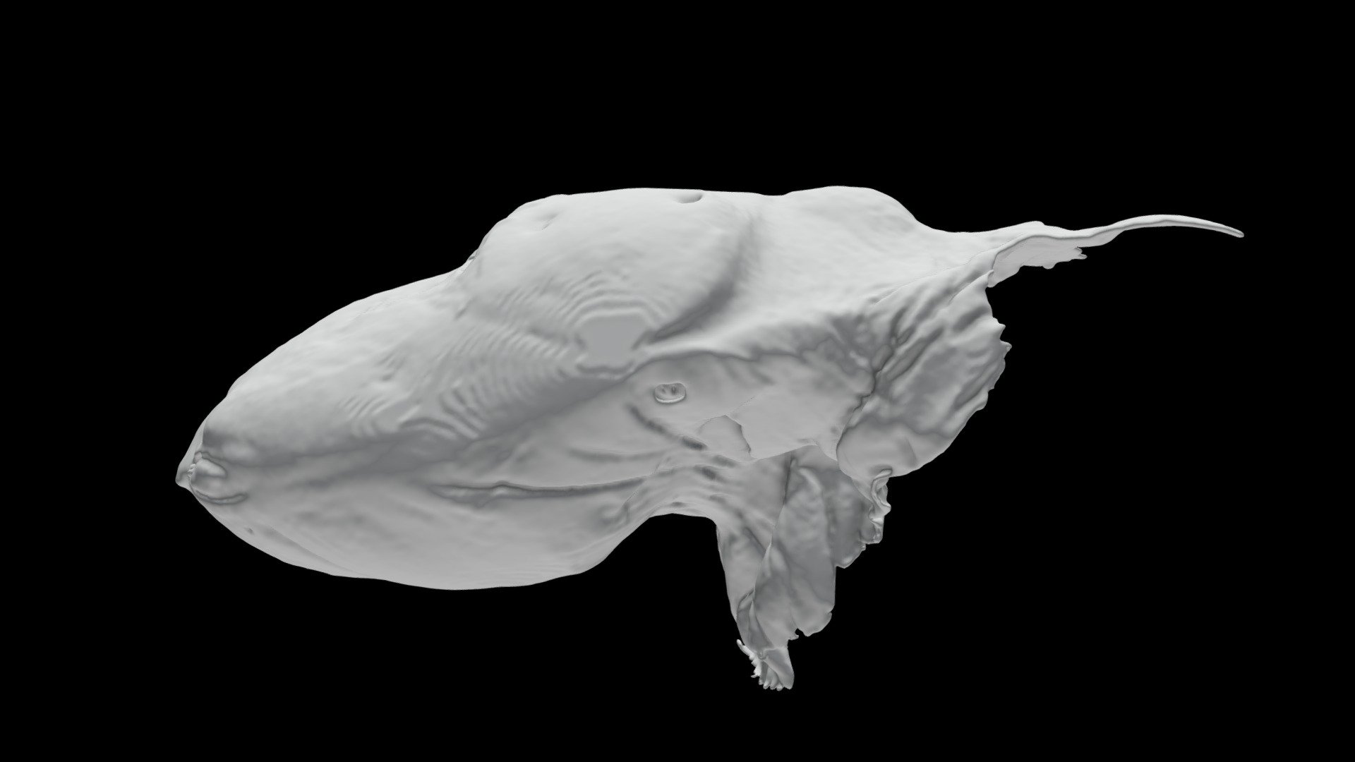 Halictophagus sp., female Cephalothorax - 3D model by Entomology Group ...