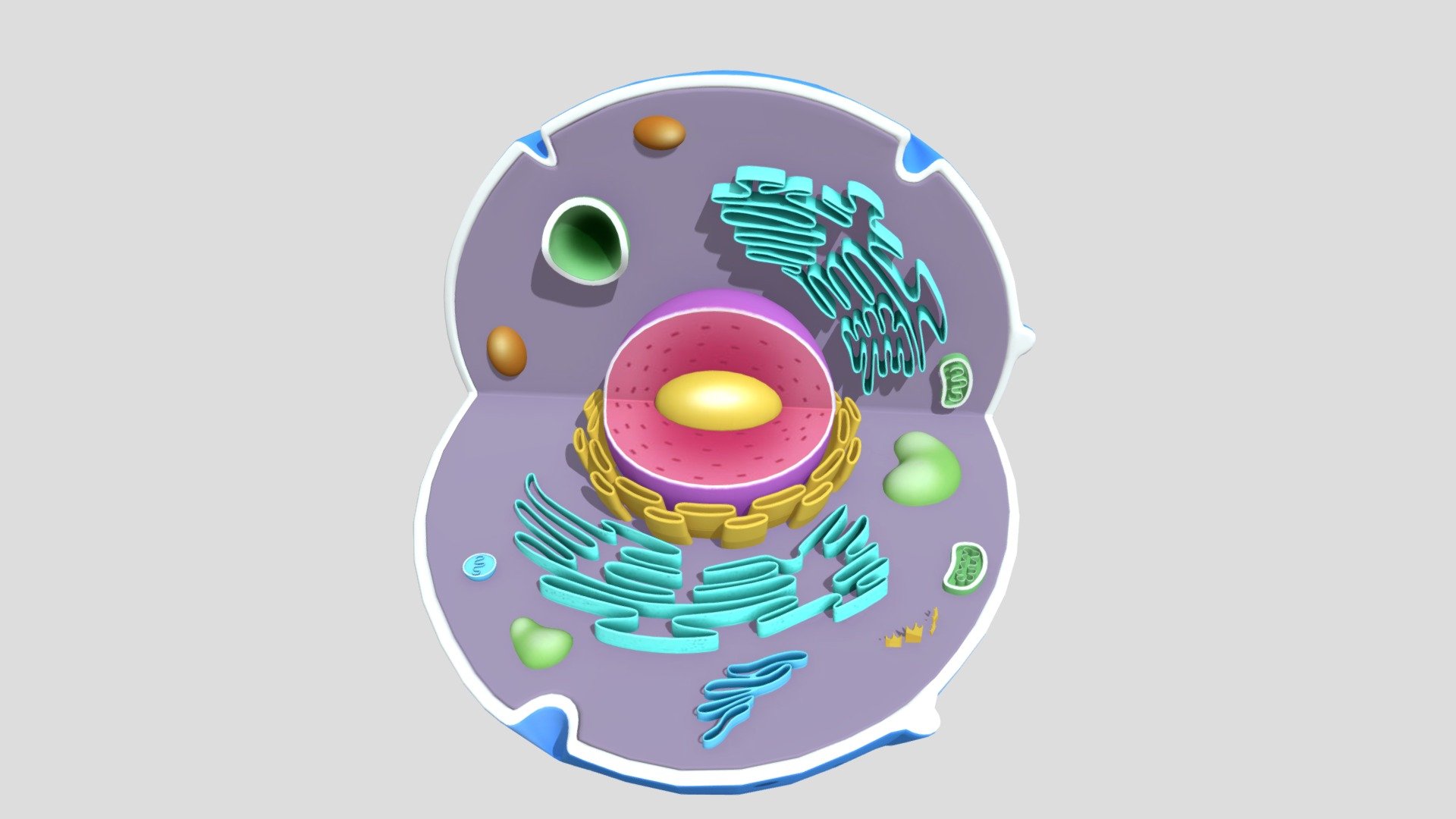 celula_animal - 3D model by paulettevizhnaysiguencia [37b53dc] - Sketchfab