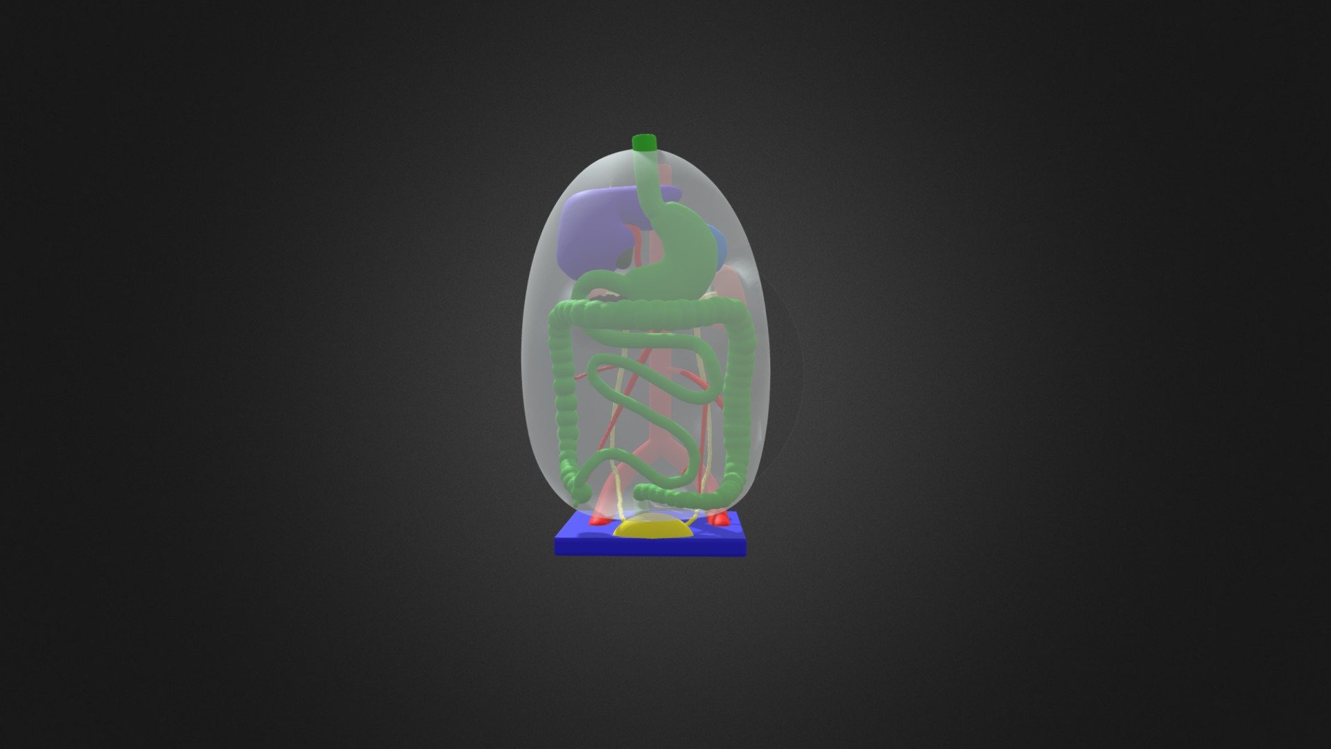 Peritoneal Cavity and Specializations - Labeled - 3D model by Living ...