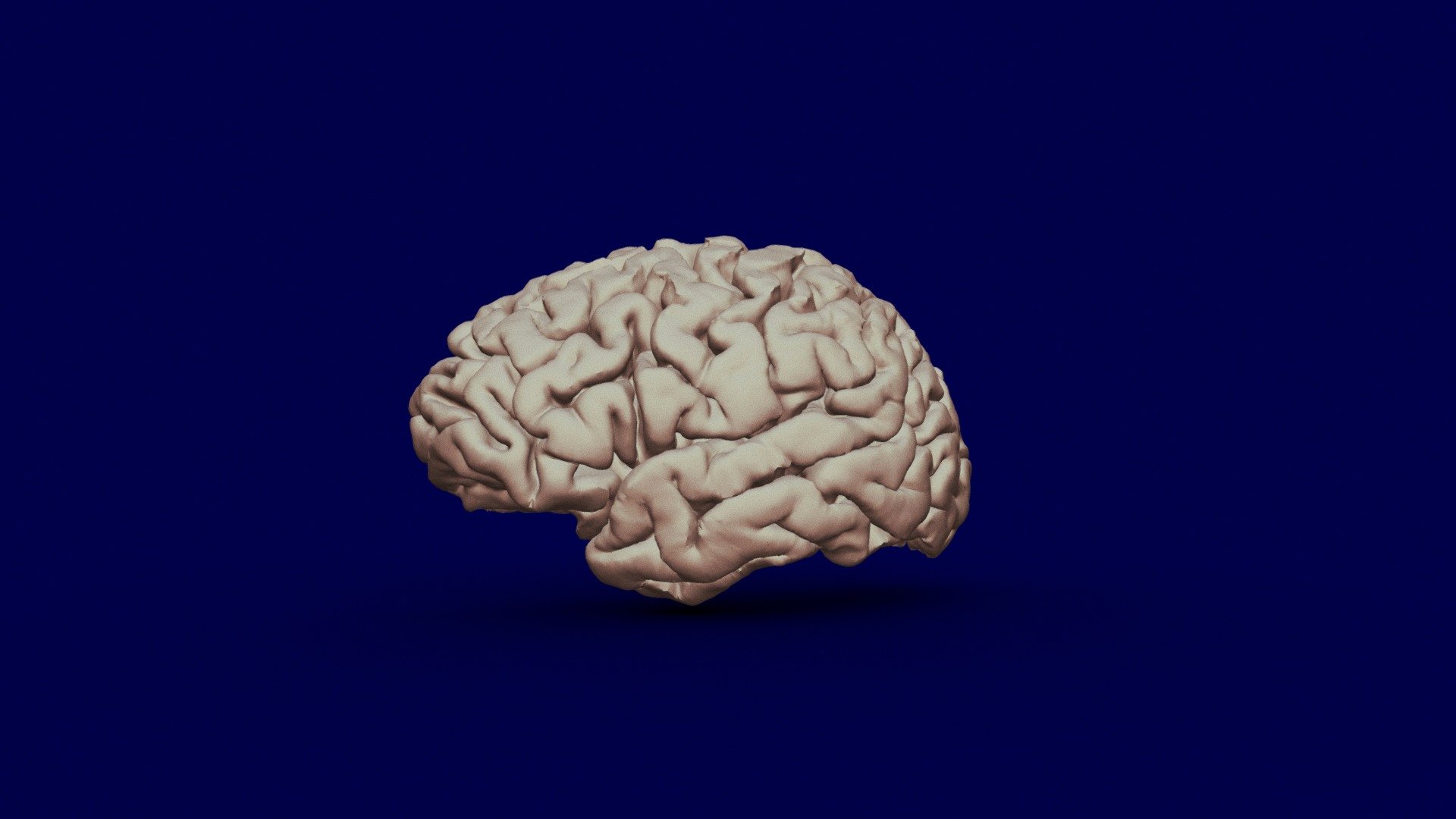 Frontal Lobe Project - 3D model by taylorr [37bcaa1] - Sketchfab