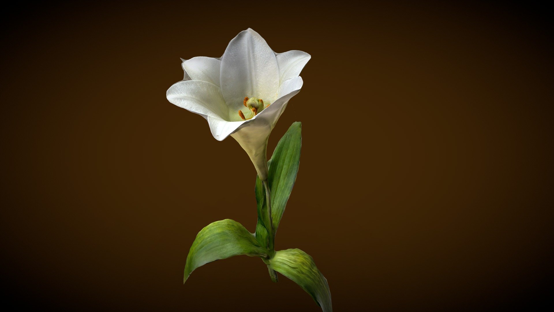 White Lilly - 3D model by Moshe Caine (@moshecaine) [37be320] - Sketchfab