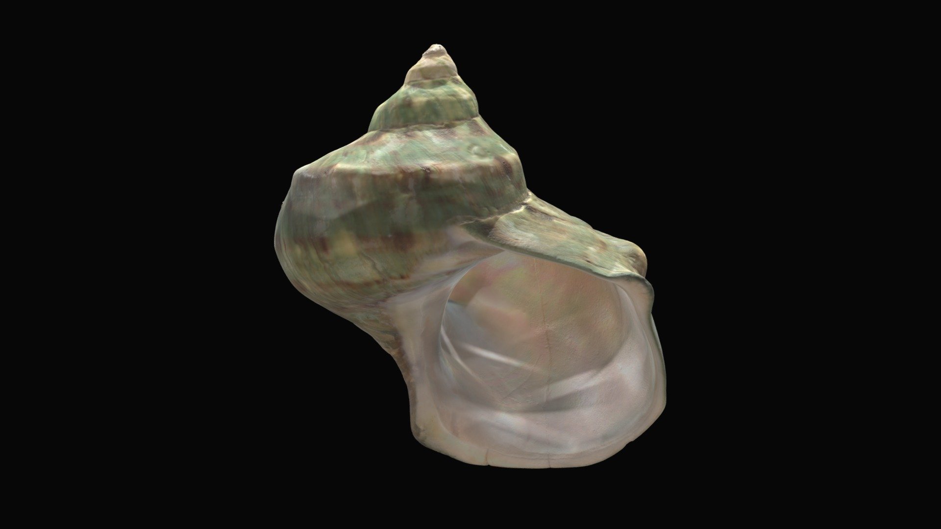 Turbo Snail - 3D model by nhmdenmark [37c69da] - Sketchfab