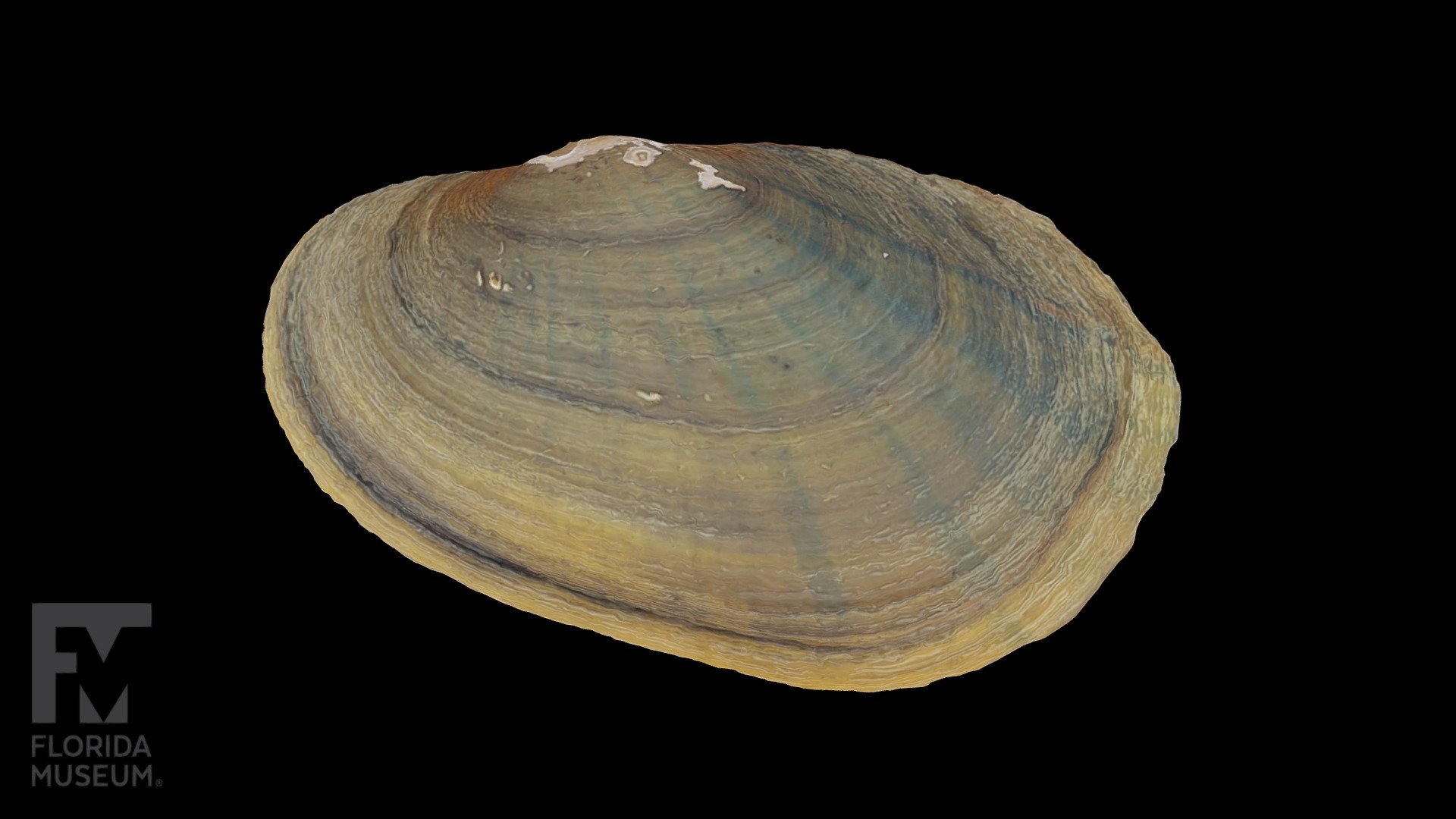 Little spectaclecase - Freshwater Mussel - 3D model by FloridaMuseum ...