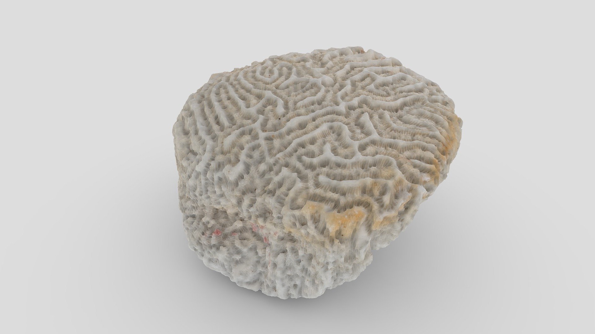 Brain_Coral_Small_01_001 - 3D model by ajcreek [37d0234] - Sketchfab