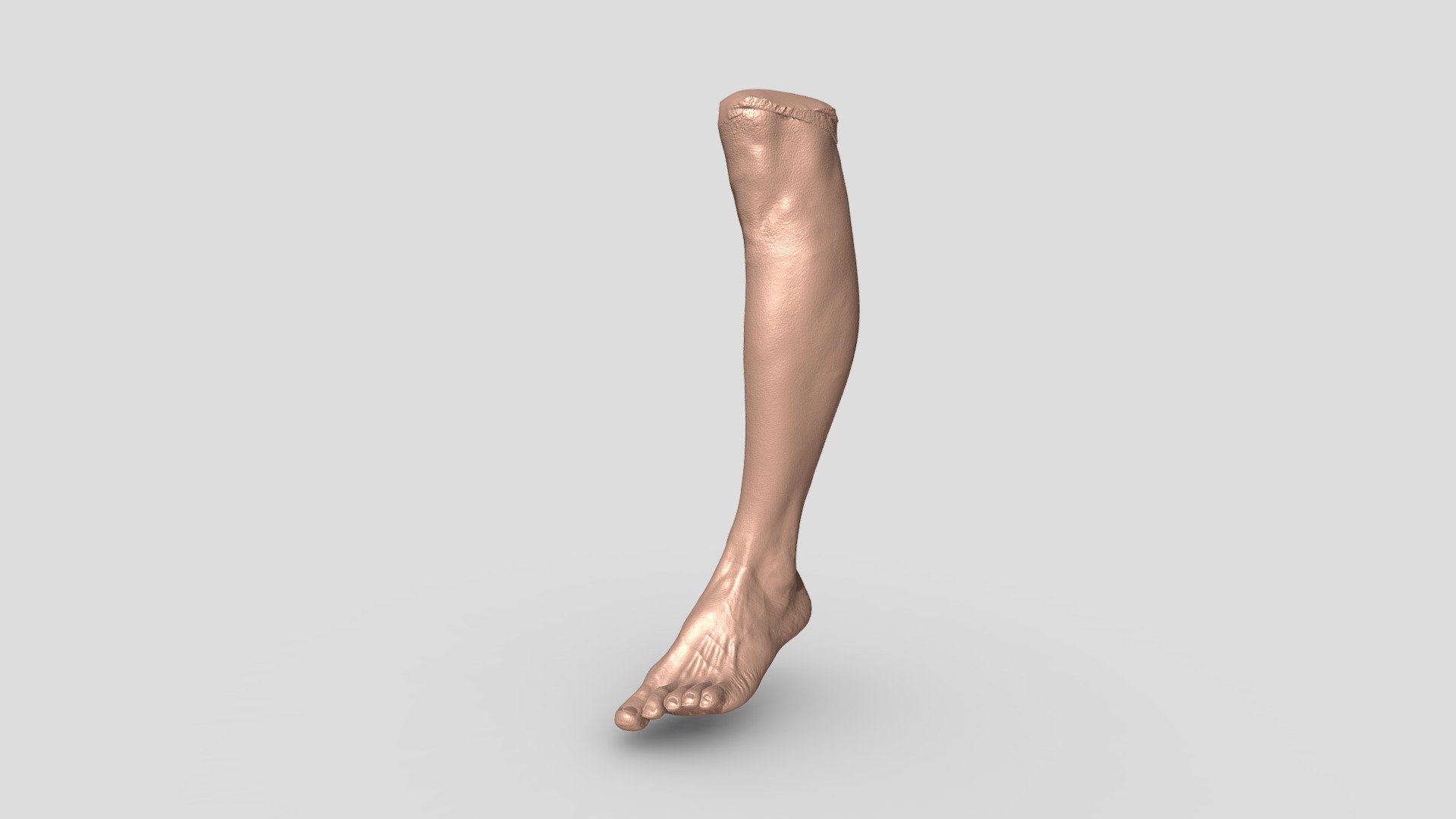 Leg-foot - Download Free 3D model by Diana Liu (@Diana123456) [37e2802 ...