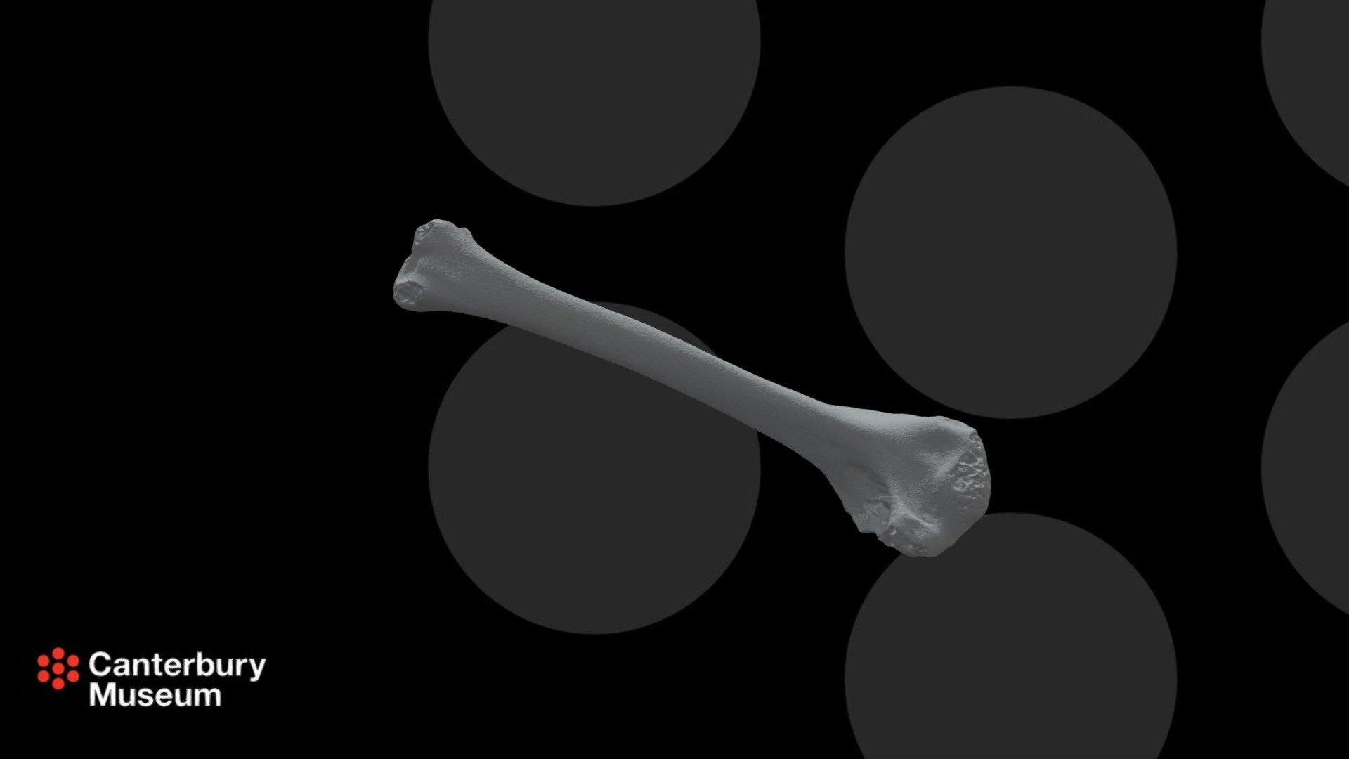South Island Goose Cnemiornis calcitrans humerus - 3D model by ...