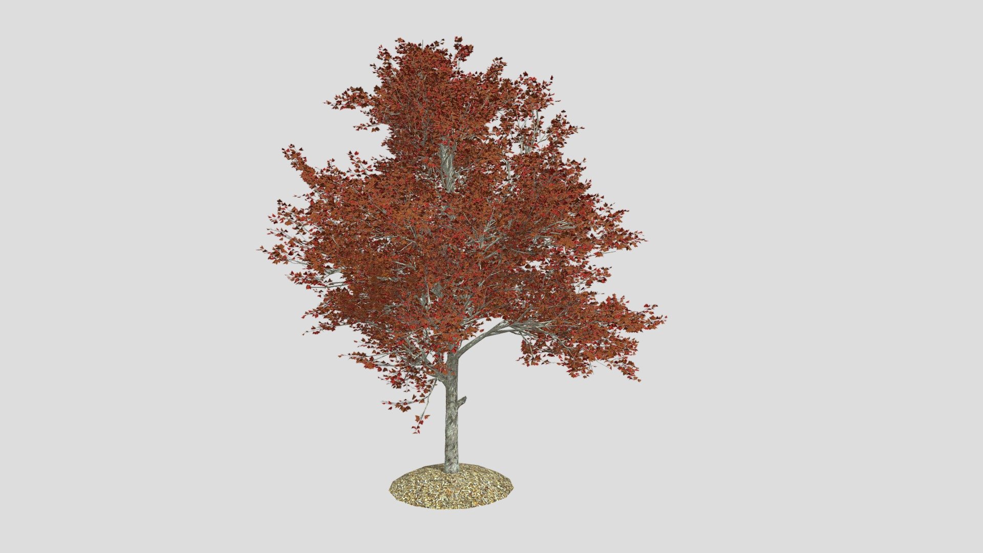 Red Maple Fall Tree - Buy Royalty Free 3D model by DATEC_Studio ...