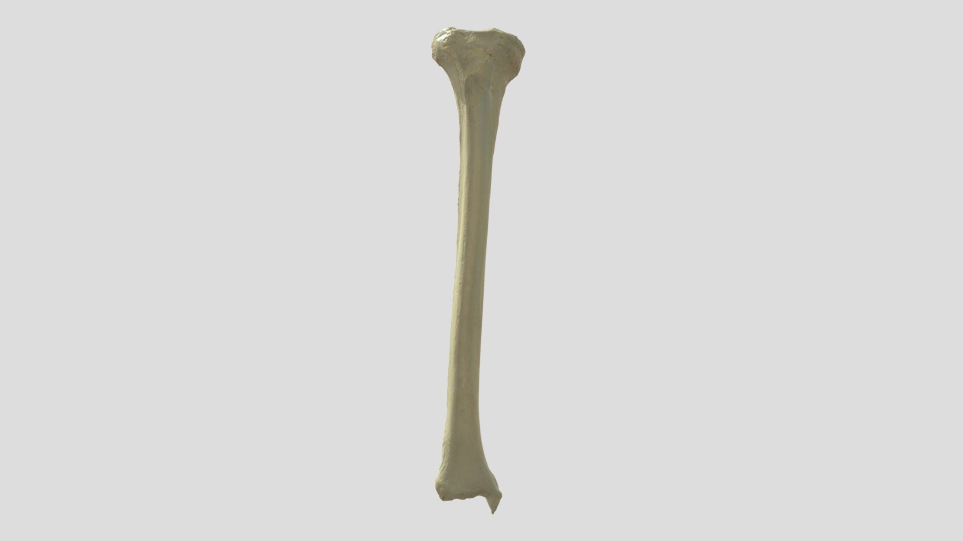 Tibia R - annotaties - 3D model by Universiteit Antwerpen ...