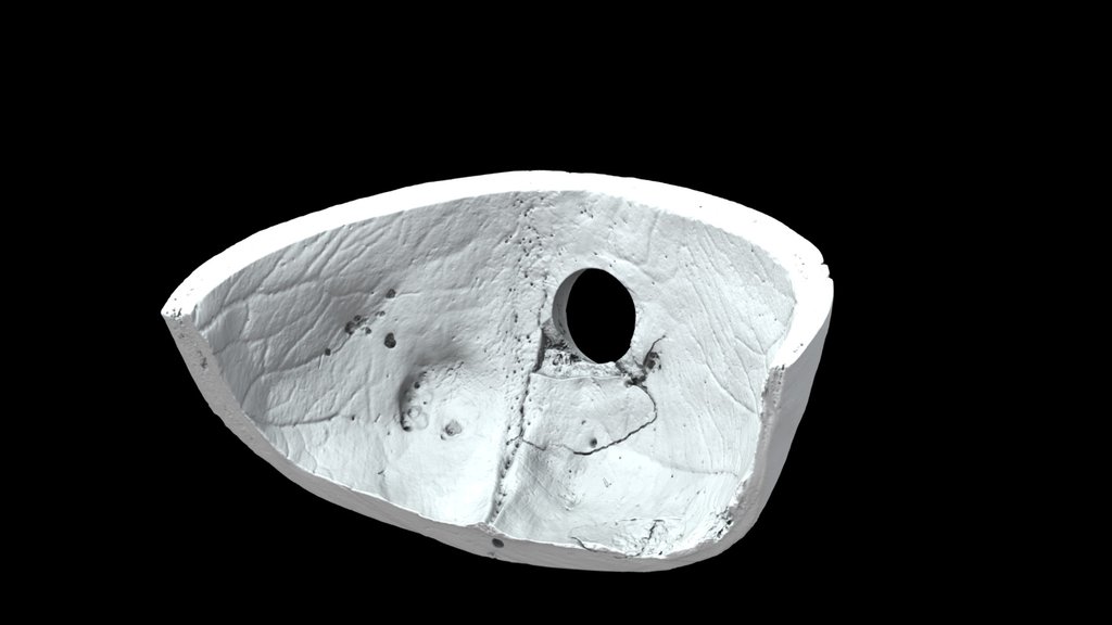 Micro-CT Bone-Human Paleopathology - A 3D model collection by Terrie ...