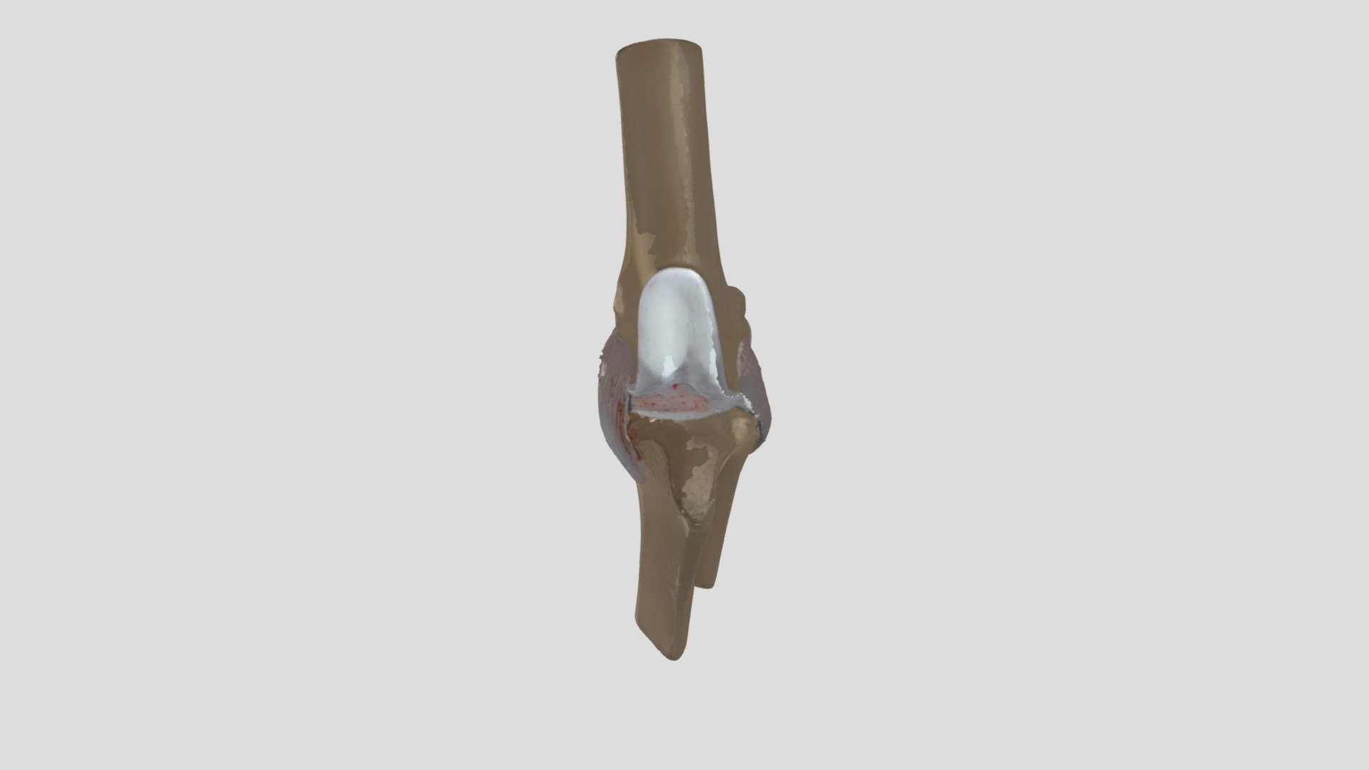 Normal stifle dog - 3D model by oatakung [37e5d74] - Sketchfab