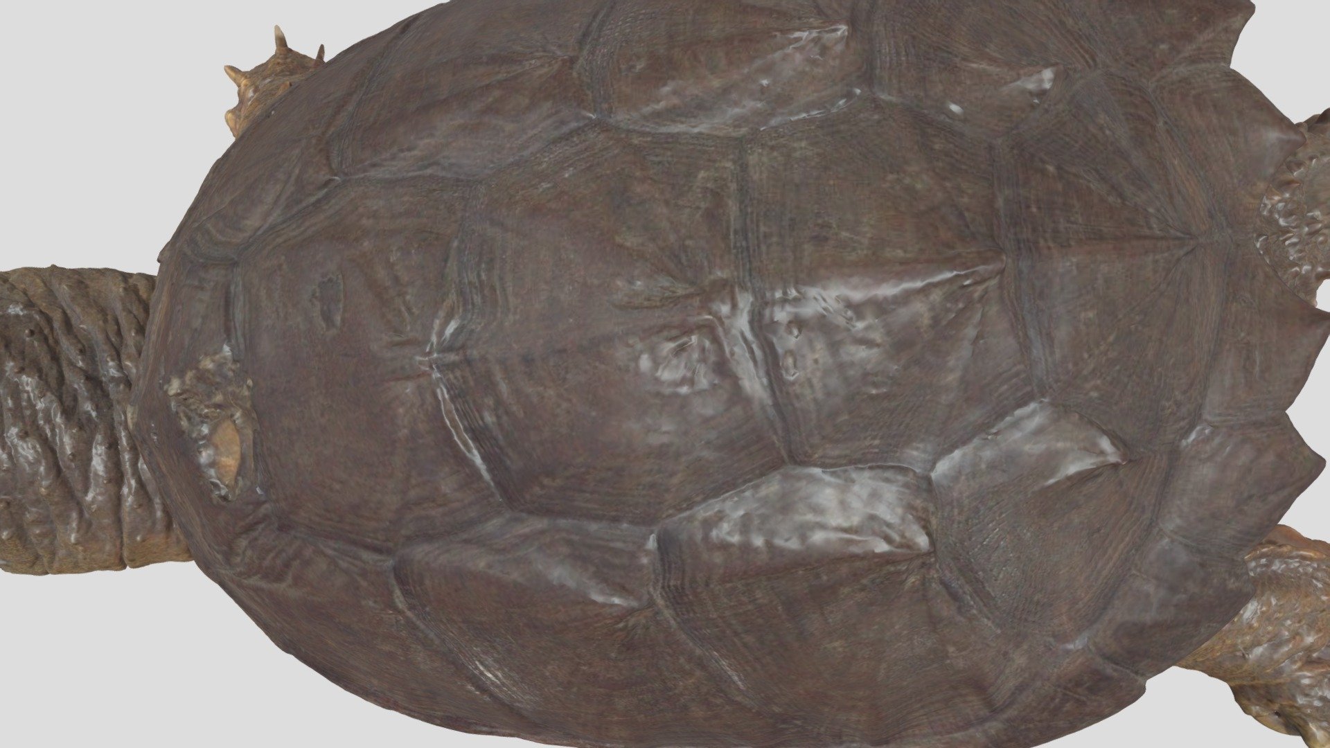 snapping-turtle (3) - 3D model by cristina.rodriguezo [37e6815] - Sketchfab