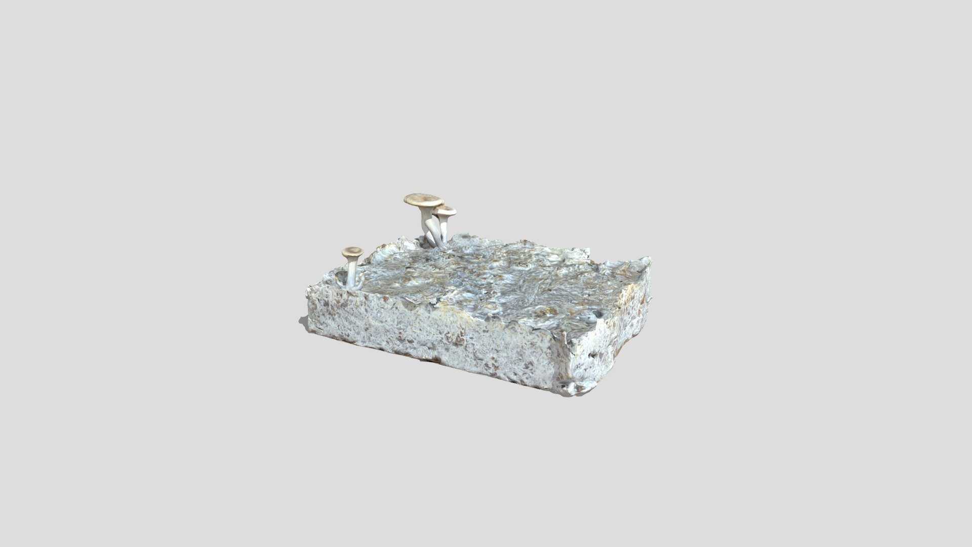 Fully Colonized Myco Brick with fruiting bodies - 3D model by ...