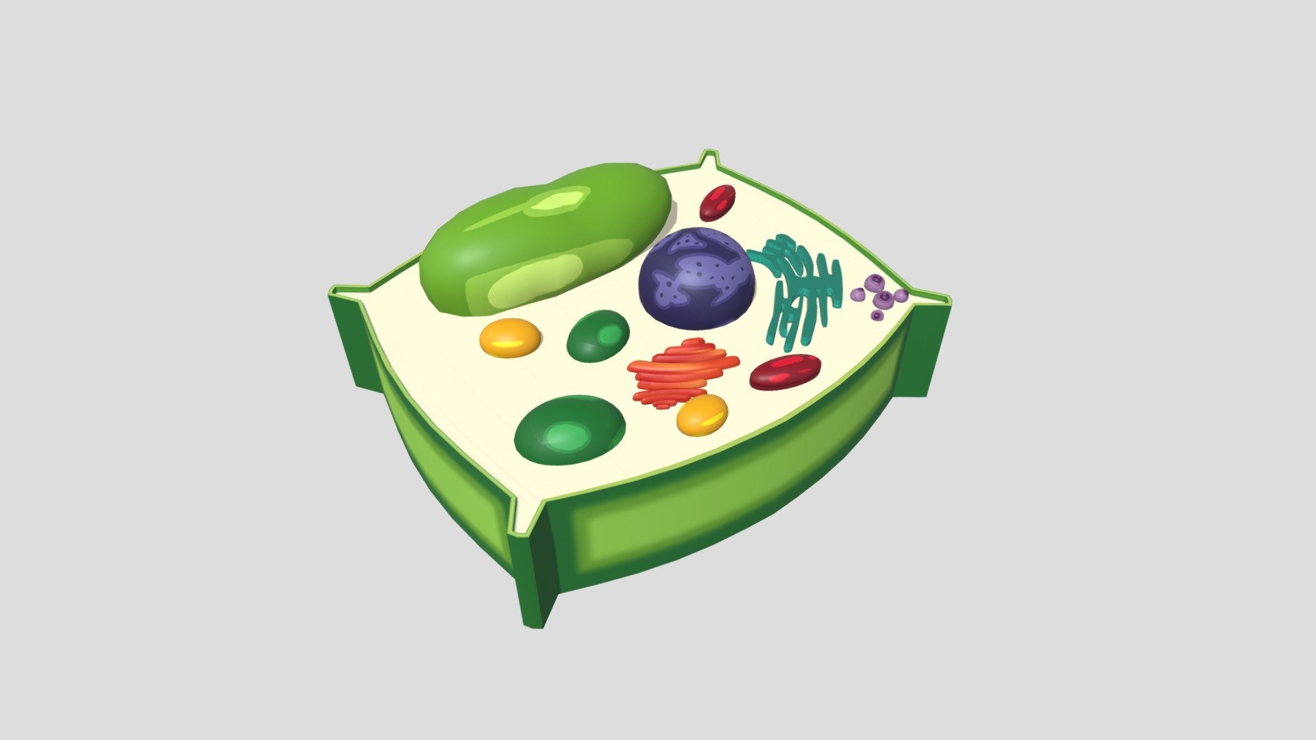 Plant Cell - 3D model by JorgeAguilera [37f55dc] - Sketchfab