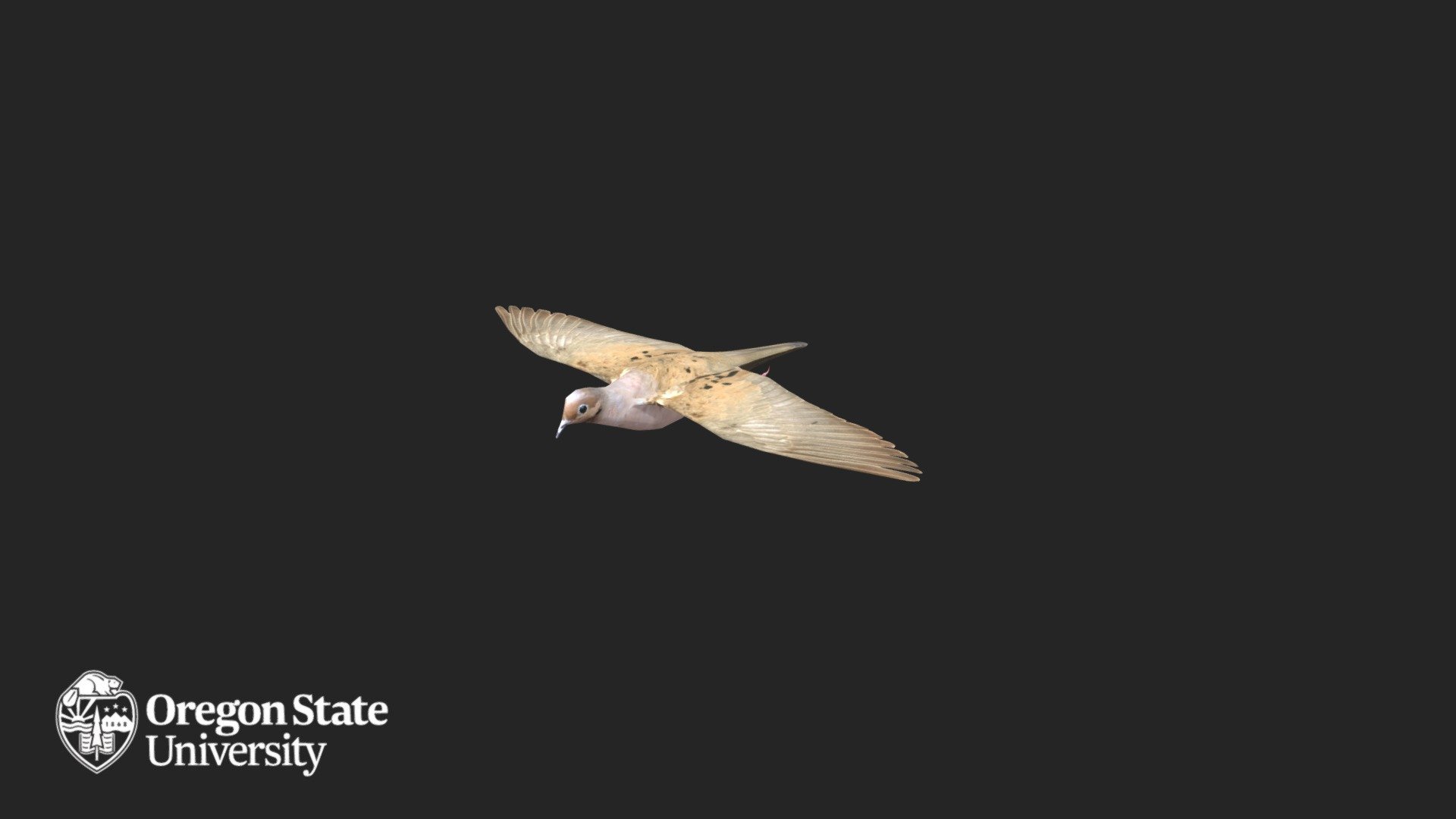 Mourning Dove - in Flight - Download Free 3D model by Oregon State ...