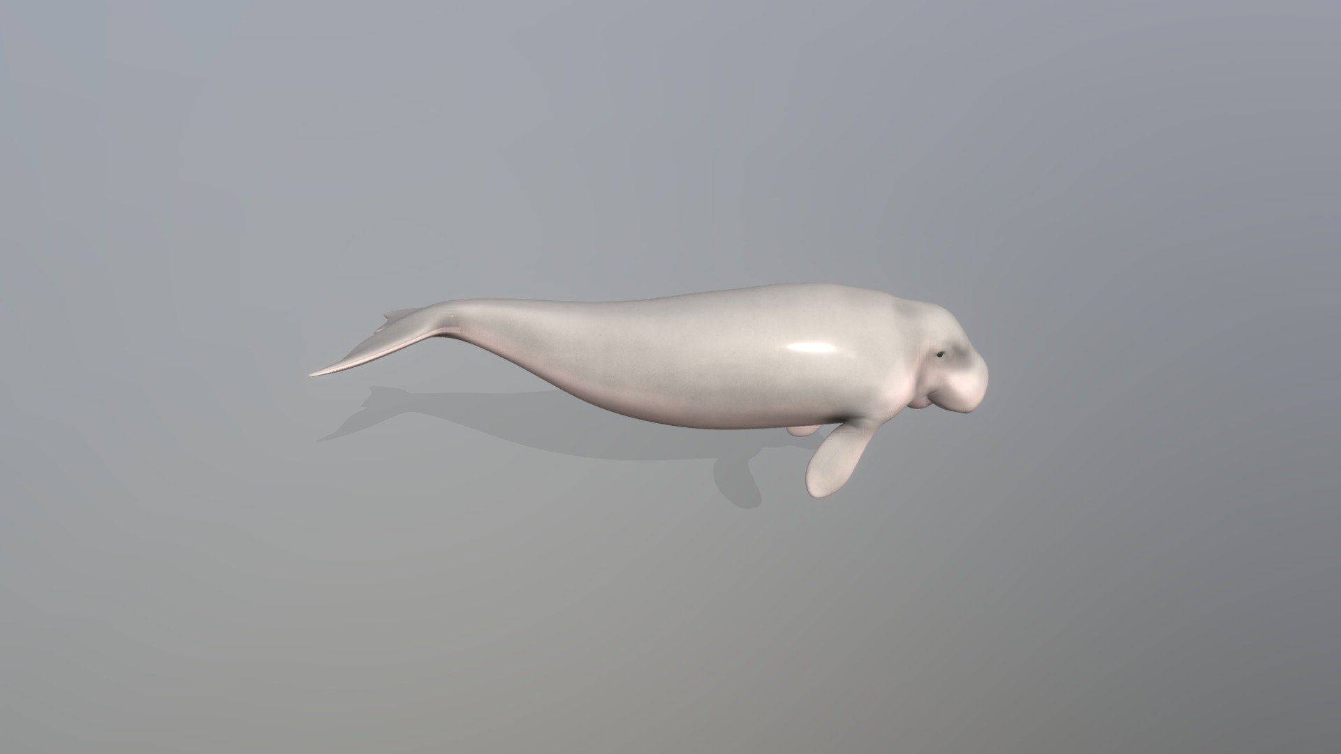 Dugong - 3D model by phonlaphat [37fa069] - Sketchfab