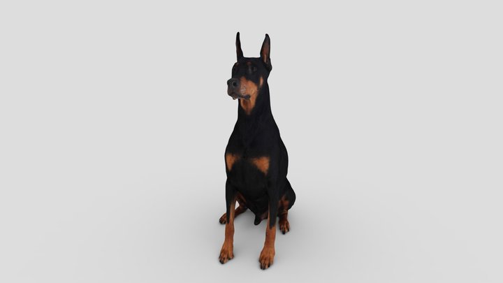 Doberman 3D models - Sketchfab