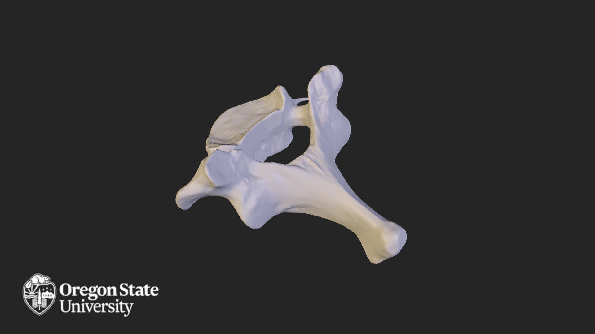 Cervical vertebra - C7 - Download Free 3D model by Oregon State ...