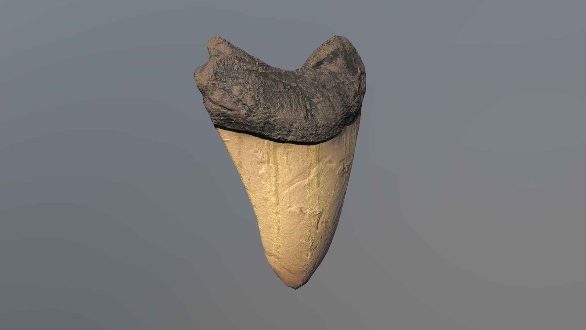 Megalodon Tooth - 3D model by cjw.shs.be [3800be2] - Sketchfab