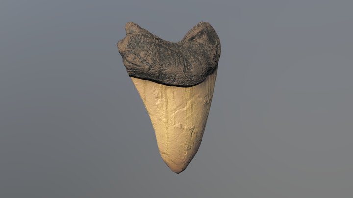 Megalodon-tooth 3D models - Sketchfab