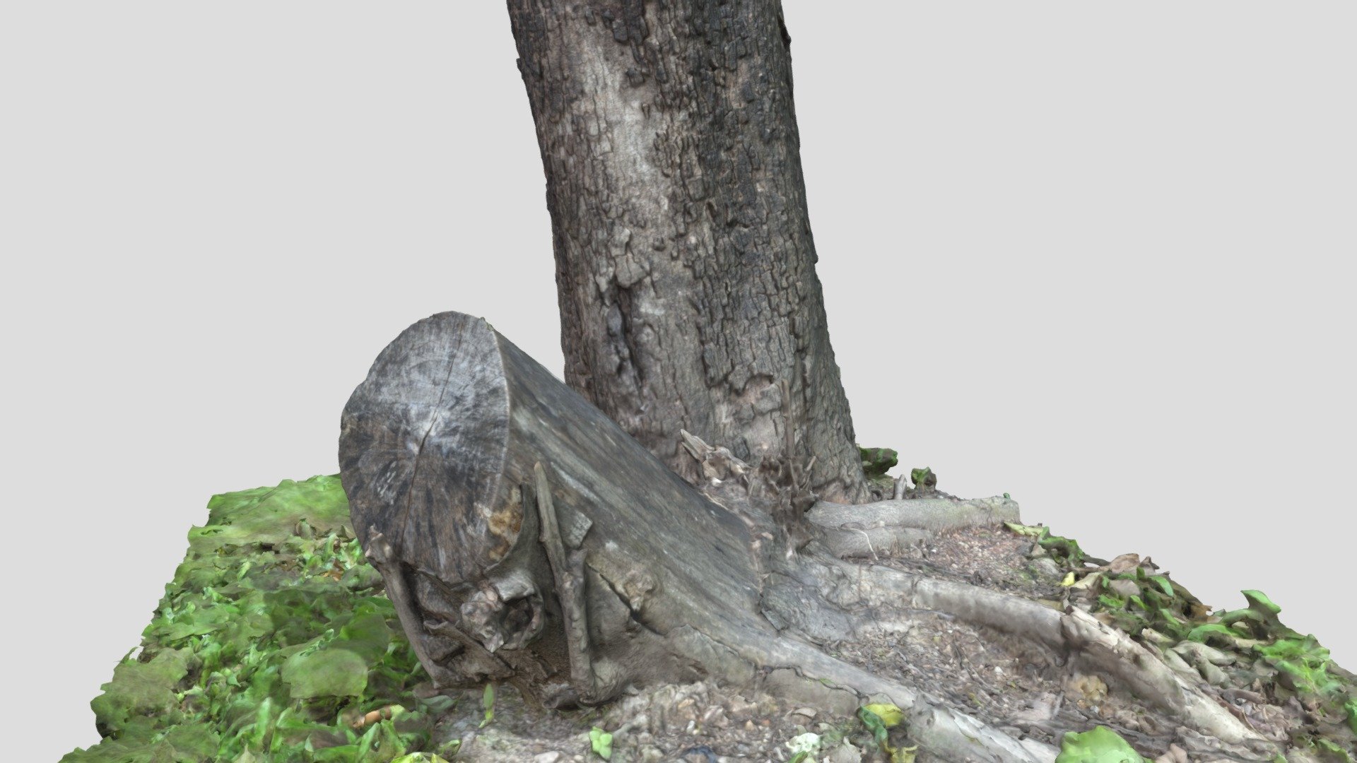 Tree root scan 04 - Download Free 3D model by joeshu [3801c08] - Sketchfab