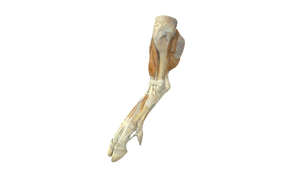 Locomotor System - A 3D model collection by Vetanat.UZH - Sketchfab