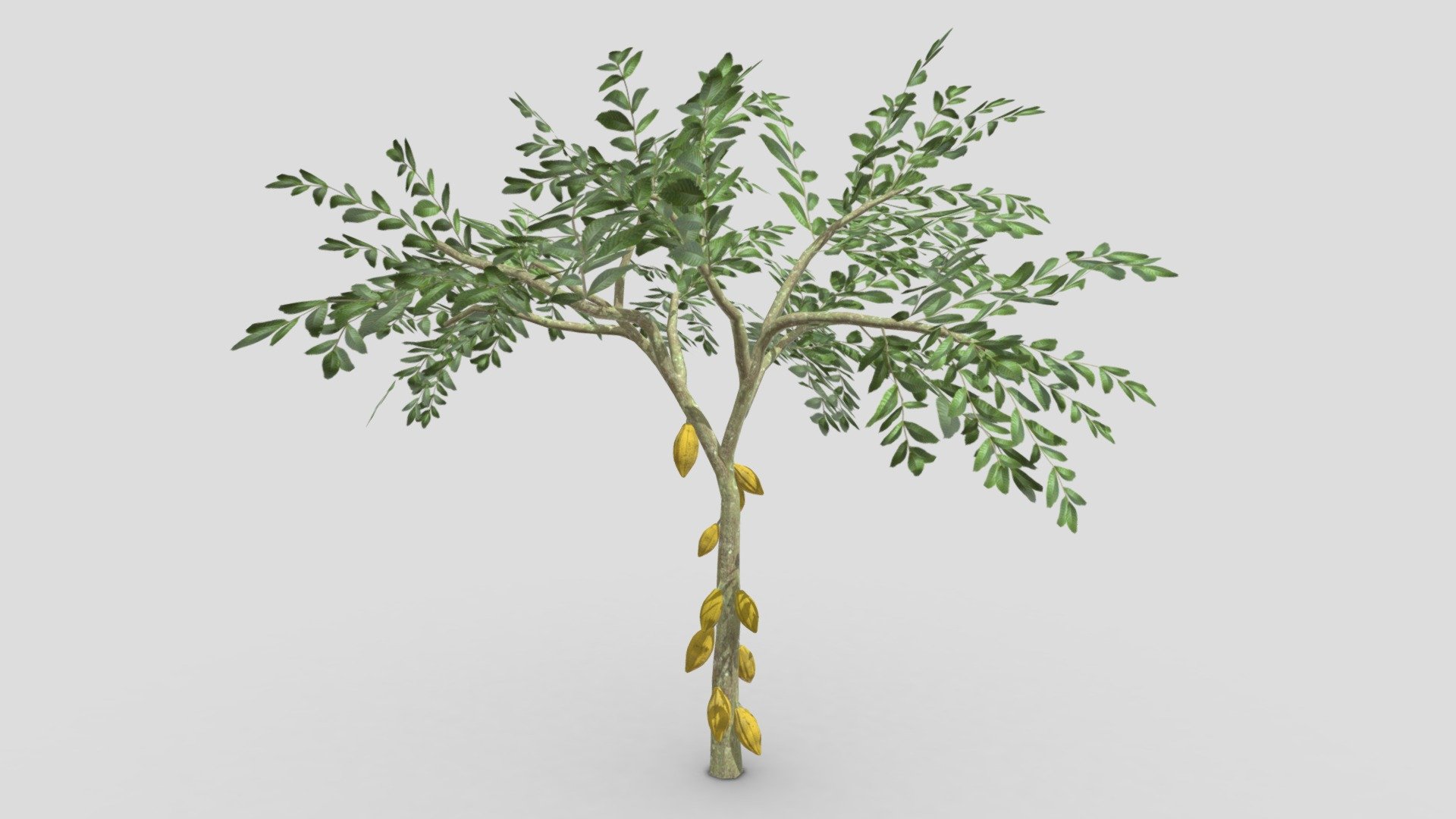 Cacao Tree(Yellow Fruit)- 04 - Buy Royalty Free 3D model by ASMA3D ...
