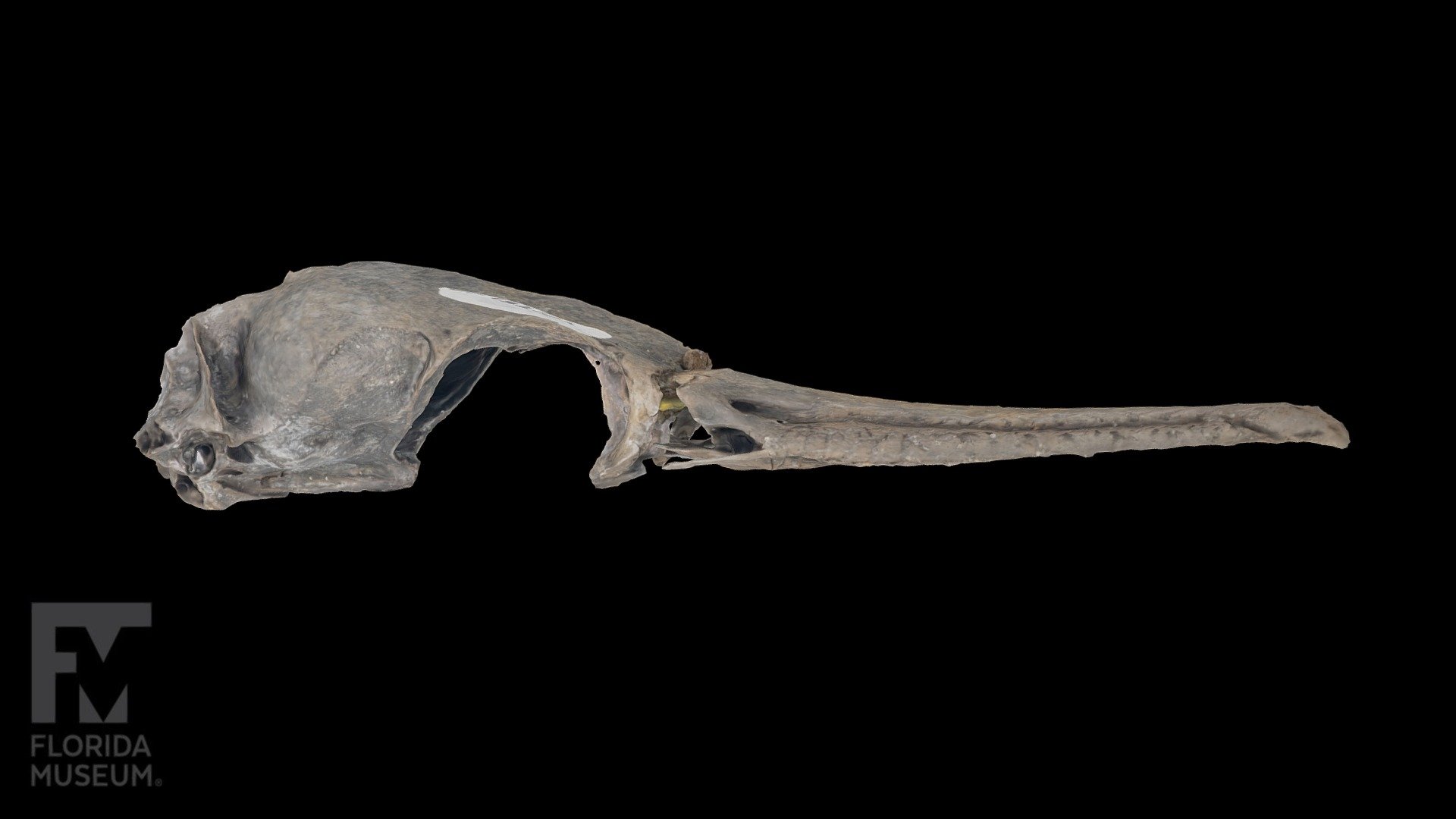 Fossil Cormorant - 3D model by FloridaMuseum [380beb7] - Sketchfab