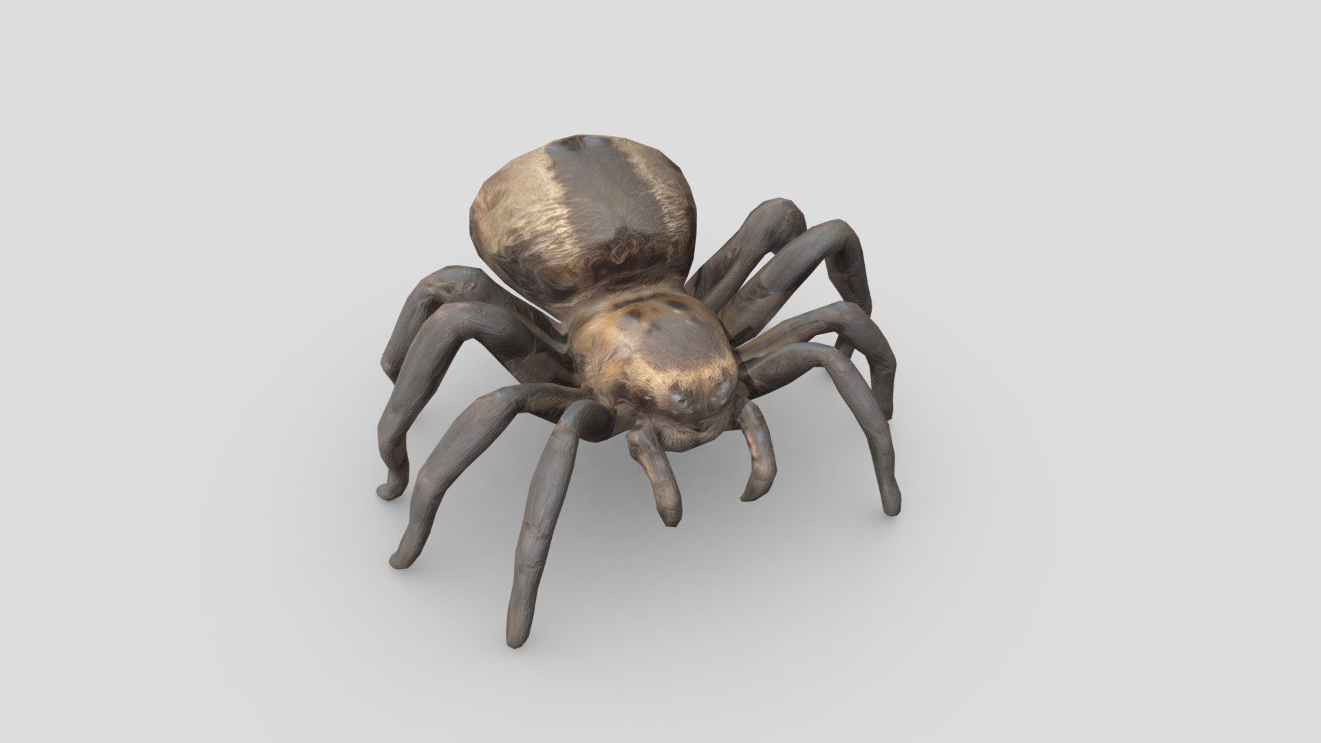 Tarantula - Buy Royalty Free 3D model by plaggy [380e539] - Sketchfab Store