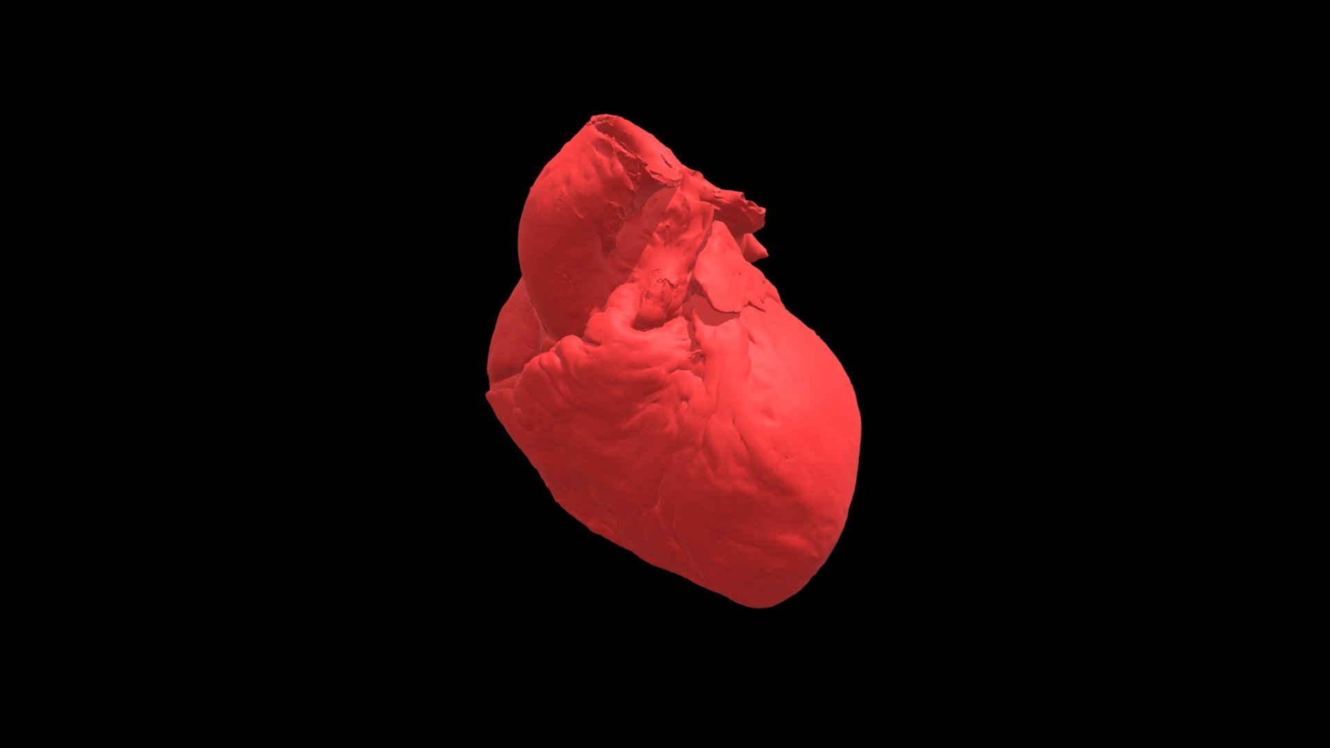Human Heart #0609 Tissue Model - 3D model by VisibleHeartLabs [3811f94 ...