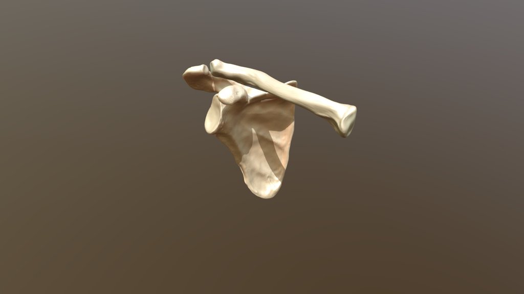 Shoulder anatomy - A 3D model collection by Catherine Sulzmann ...
