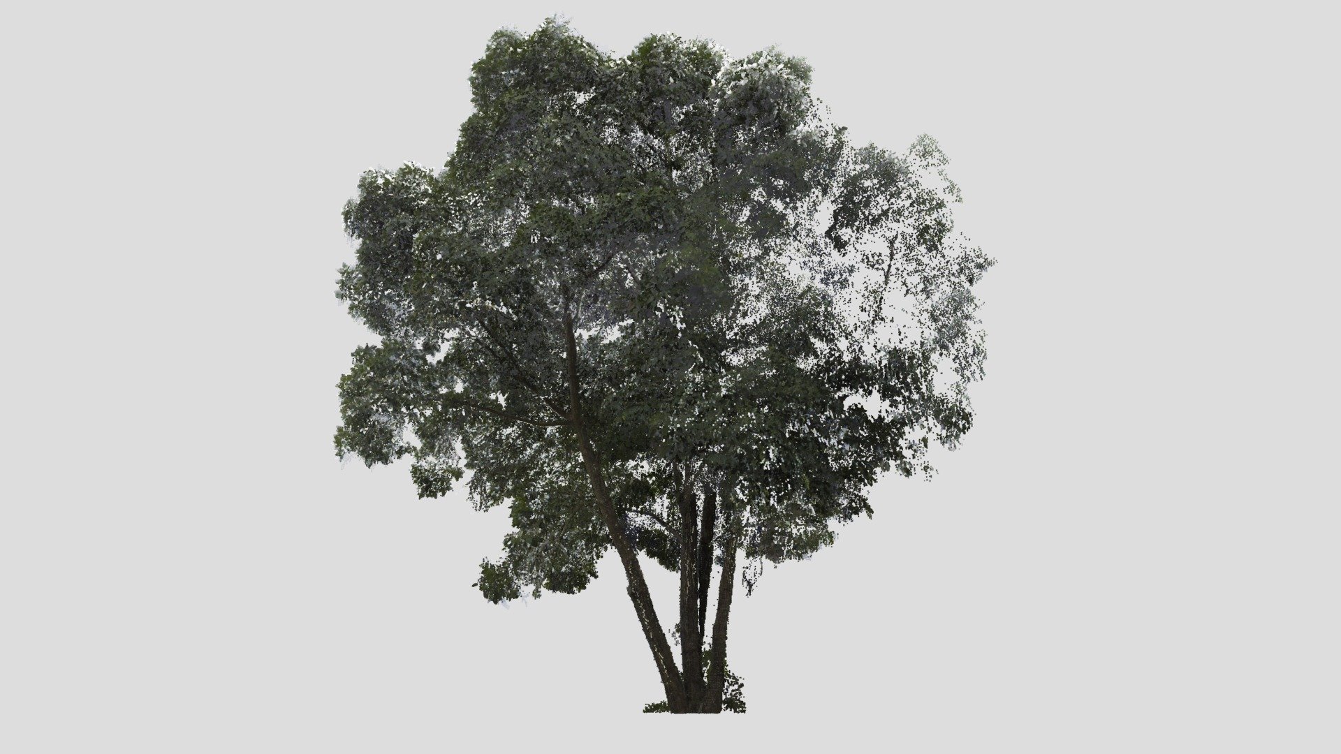 Tree Point Cloud - Buy Royalty Free 3D model by magnum_opus (@tree ...