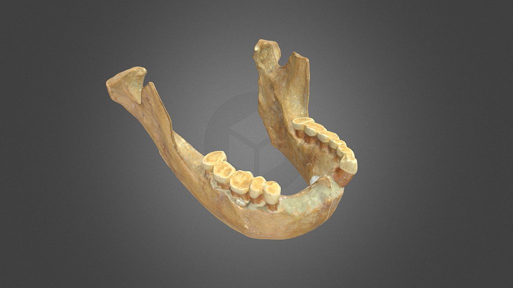 Scanned Neanderthal Jawbone - 3D model by 3Digify [3818119] - Sketchfab
